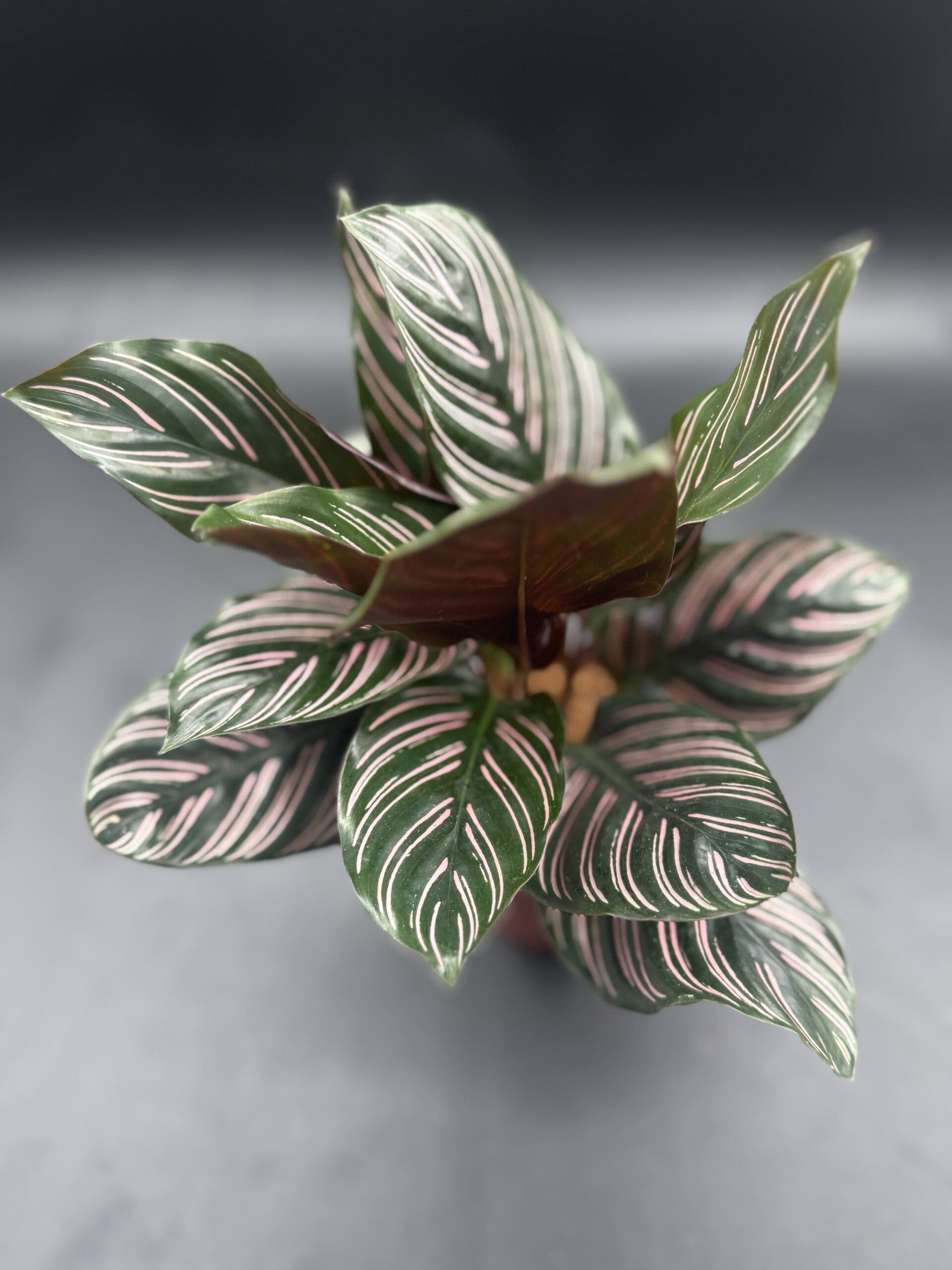 Calathea Beauty Star - Rare Plant Daddy