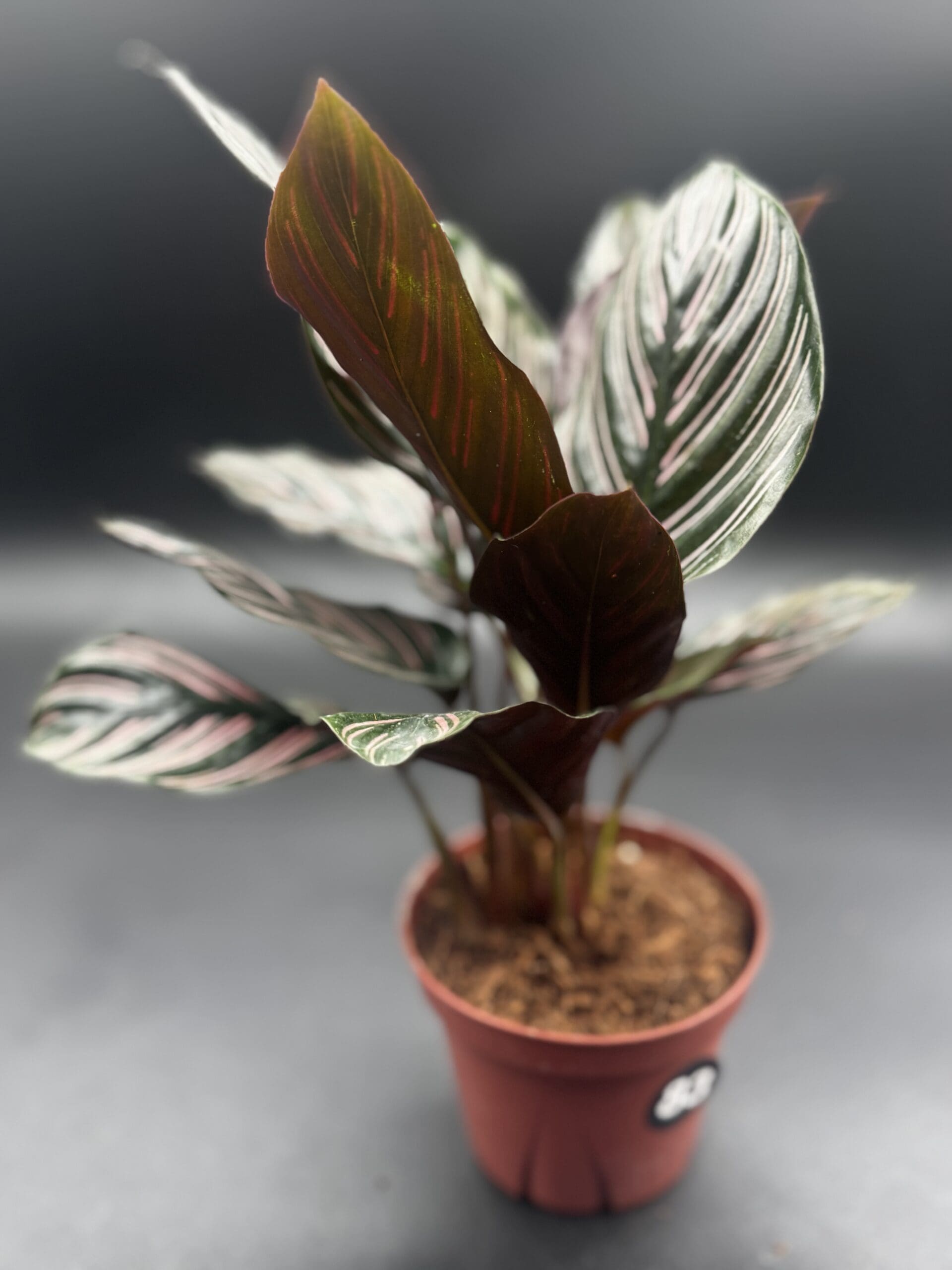 Calathea Beauty Star - Rare Plant Daddy