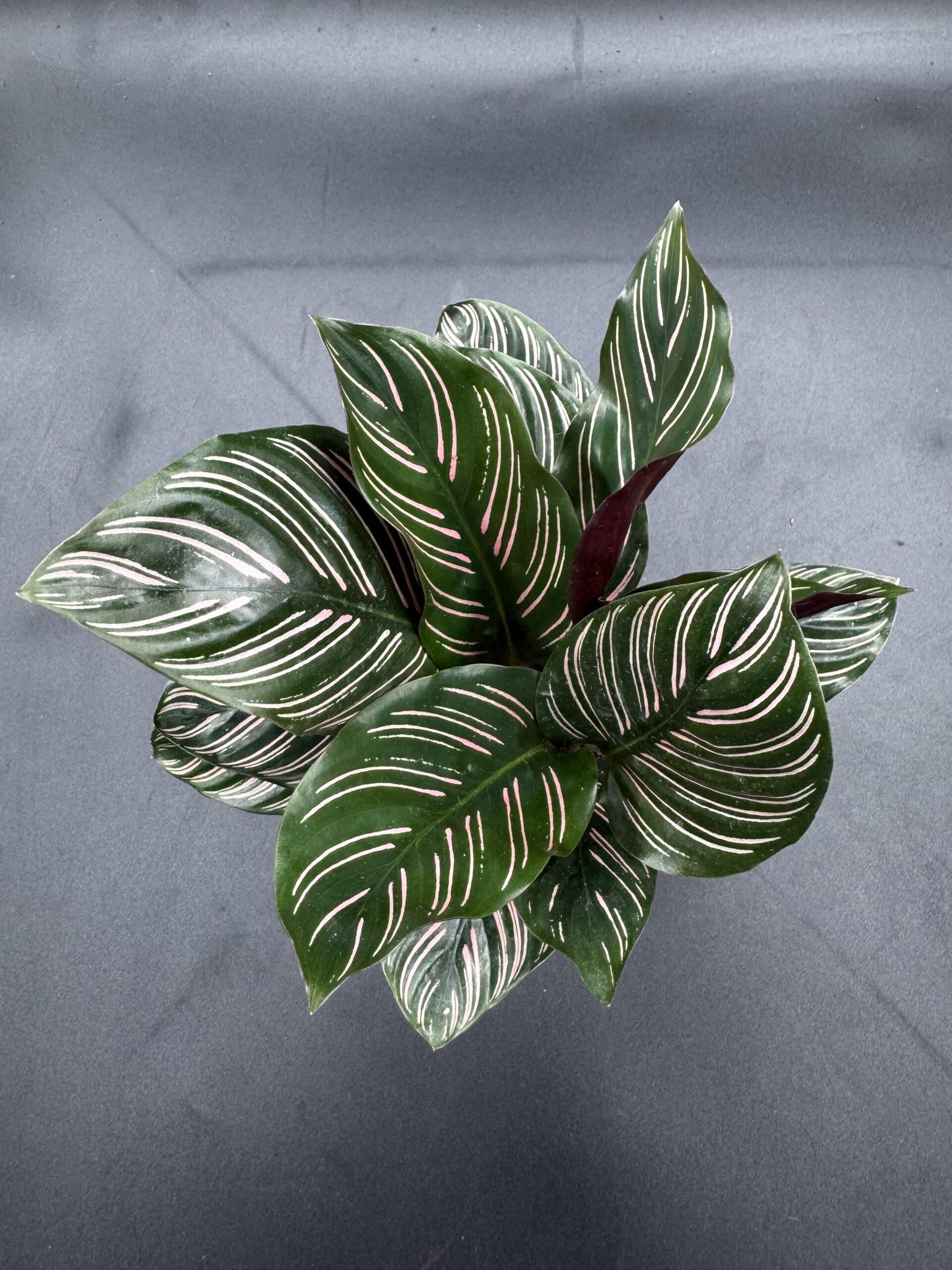 Calathea Beauty Star - Rare Plant Daddy
