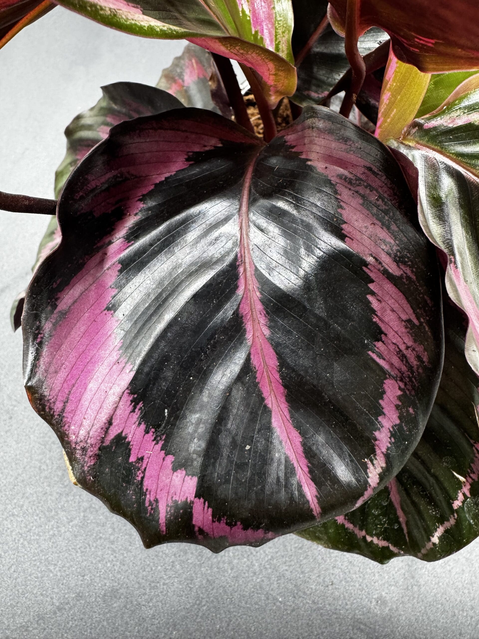 Calathea Jessey Princess - Rare Plant Daddy