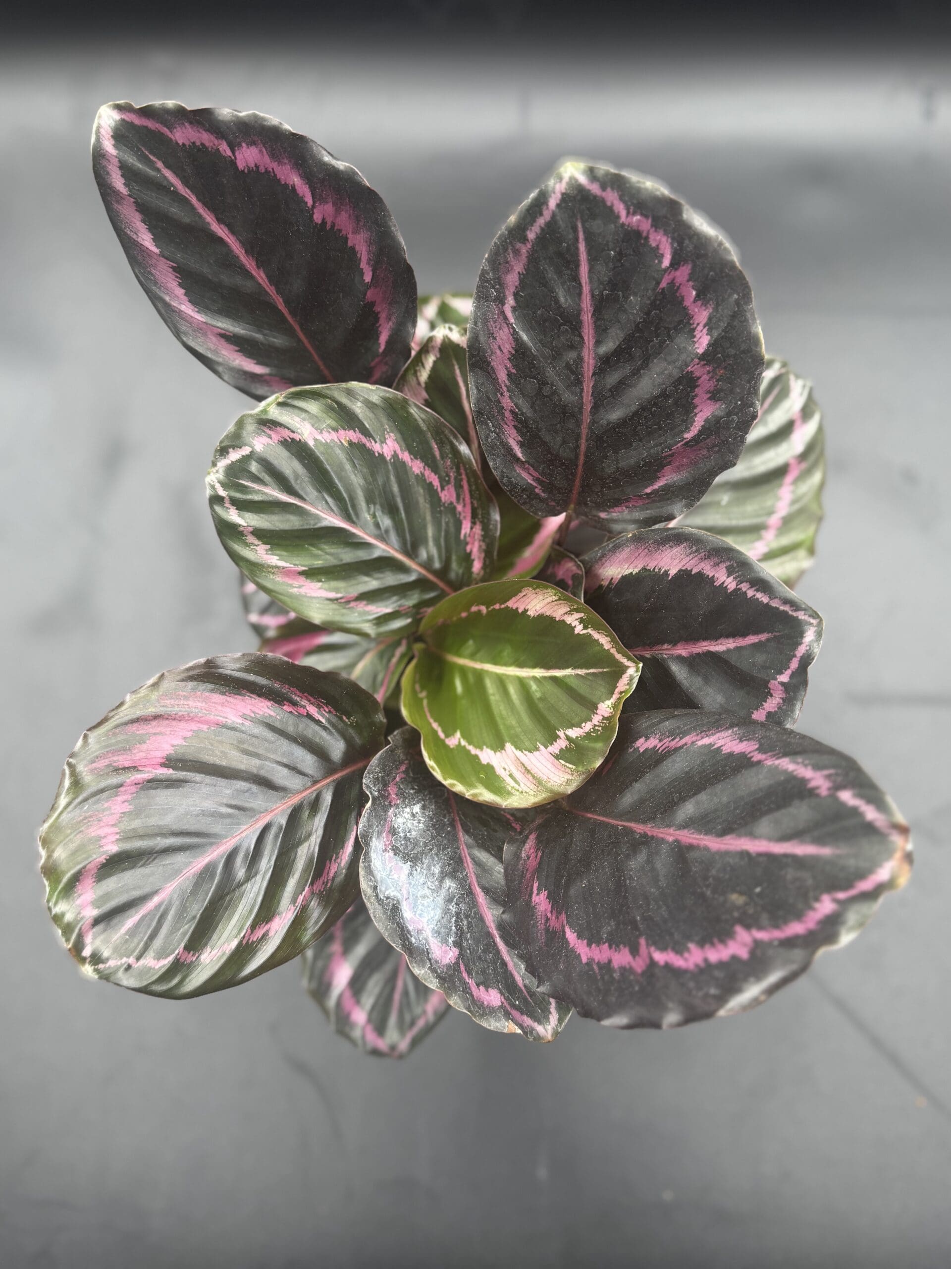 Calathea Jessey Princess - Rare Plant Daddy