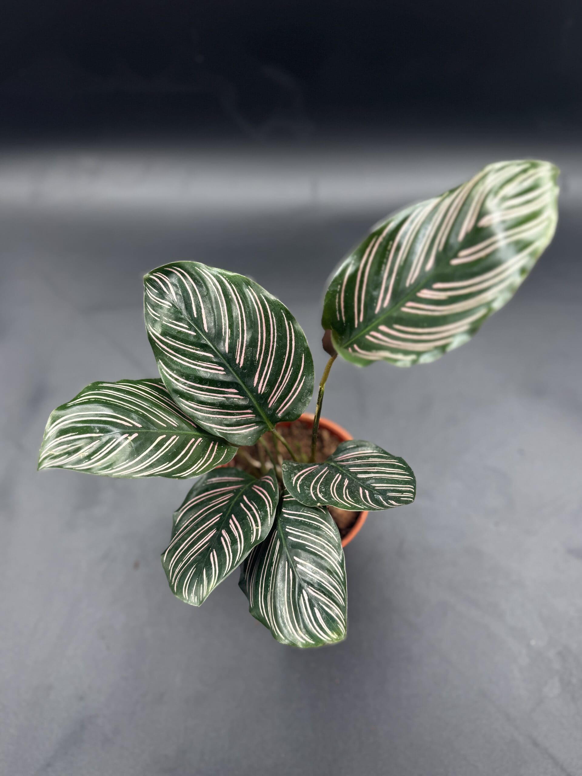 Calathea Ornata - Rare Plant Daddy