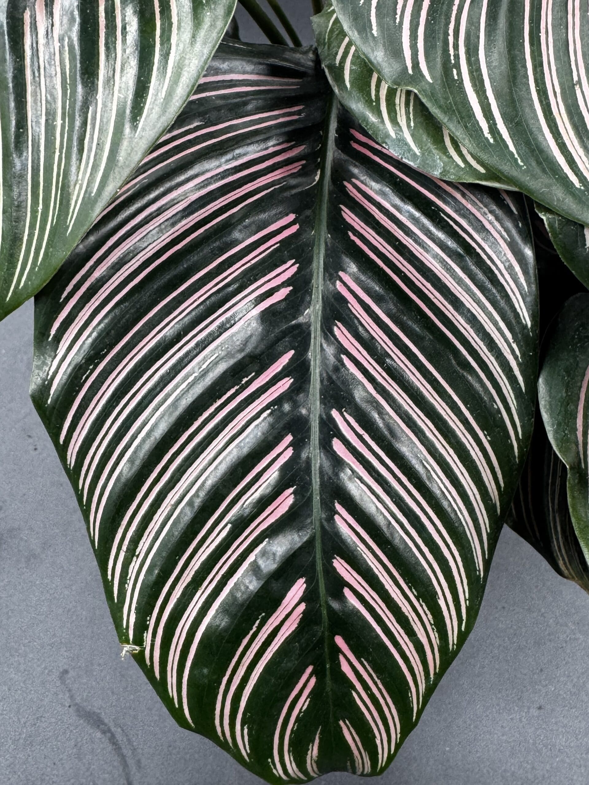 Calathea Ornata - Rare Plant Daddy