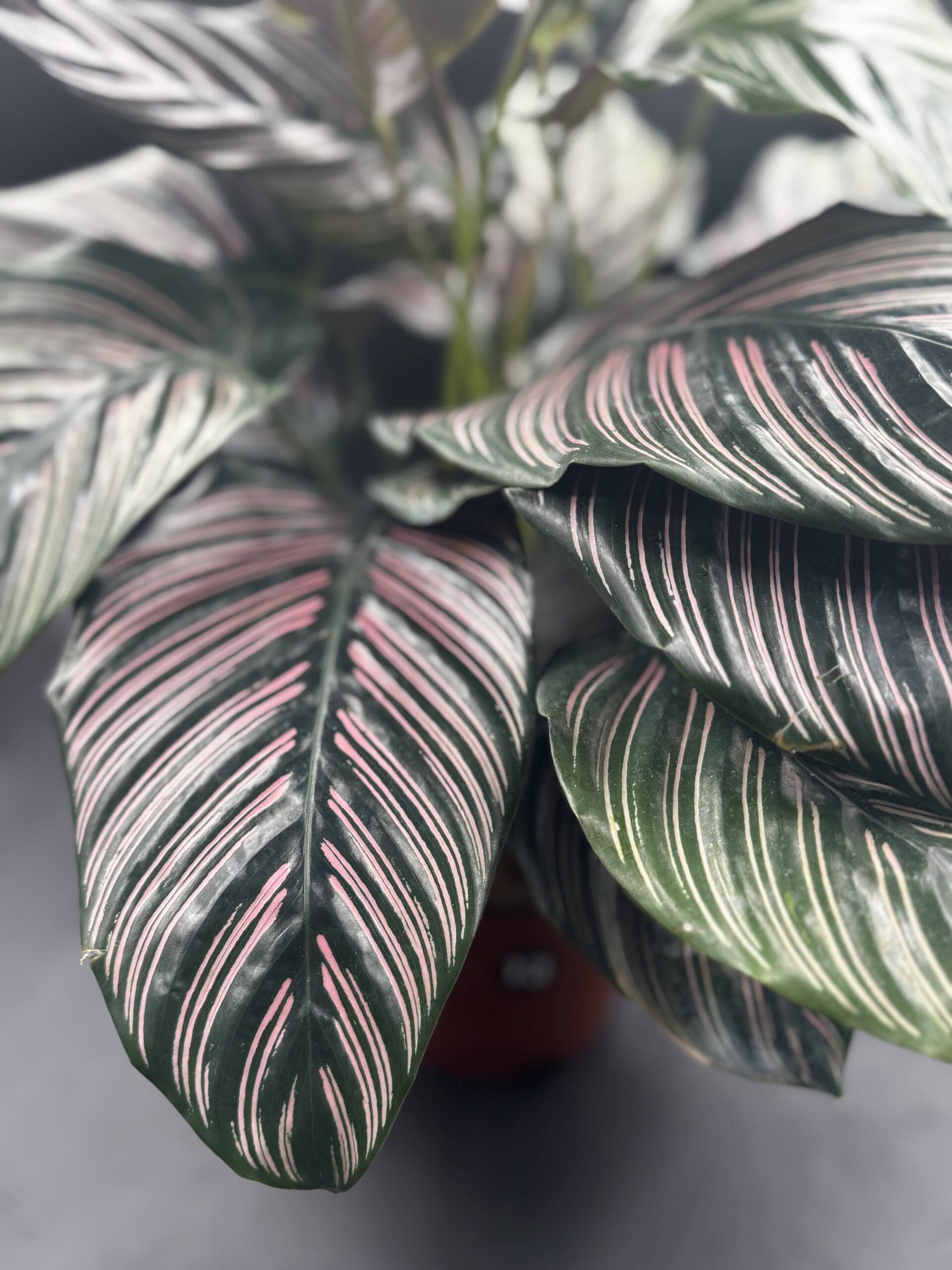 Calathea Ornata - Rare Plant Daddy