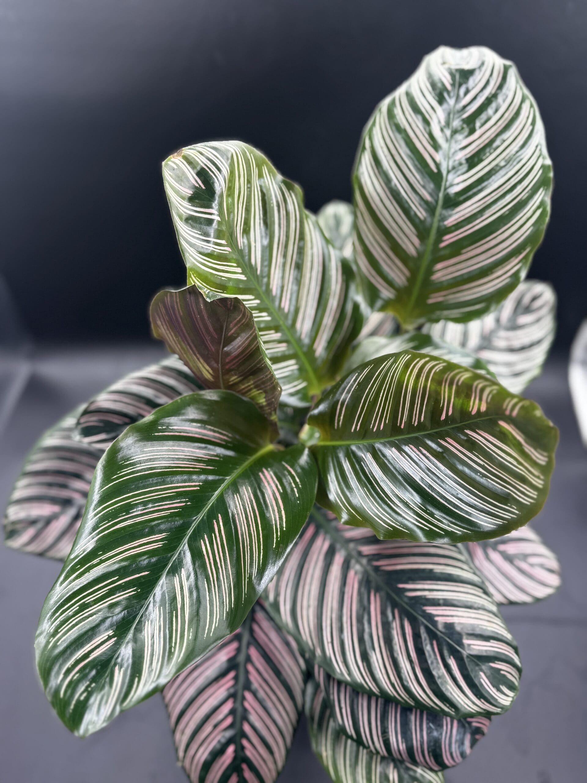 Calathea Ornata - Rare Plant Daddy