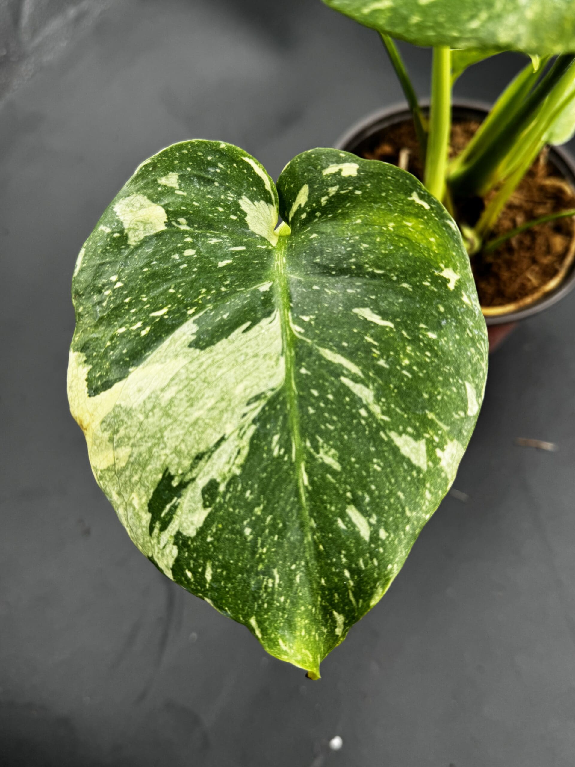 Monstera Thai Constellation - Rare Plant Daddy