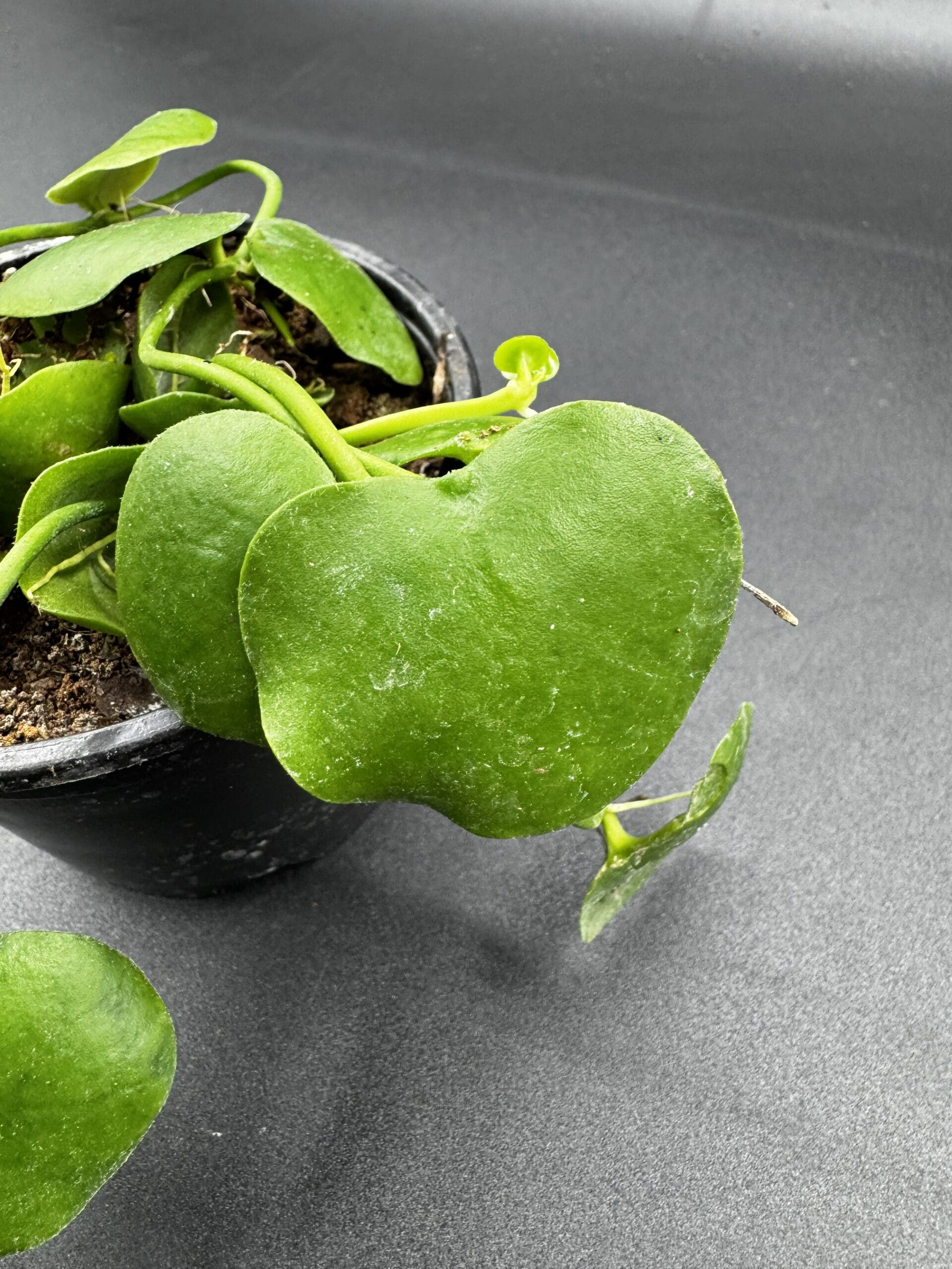 Dischidia Platyphylla - Rare Plant Daddy
