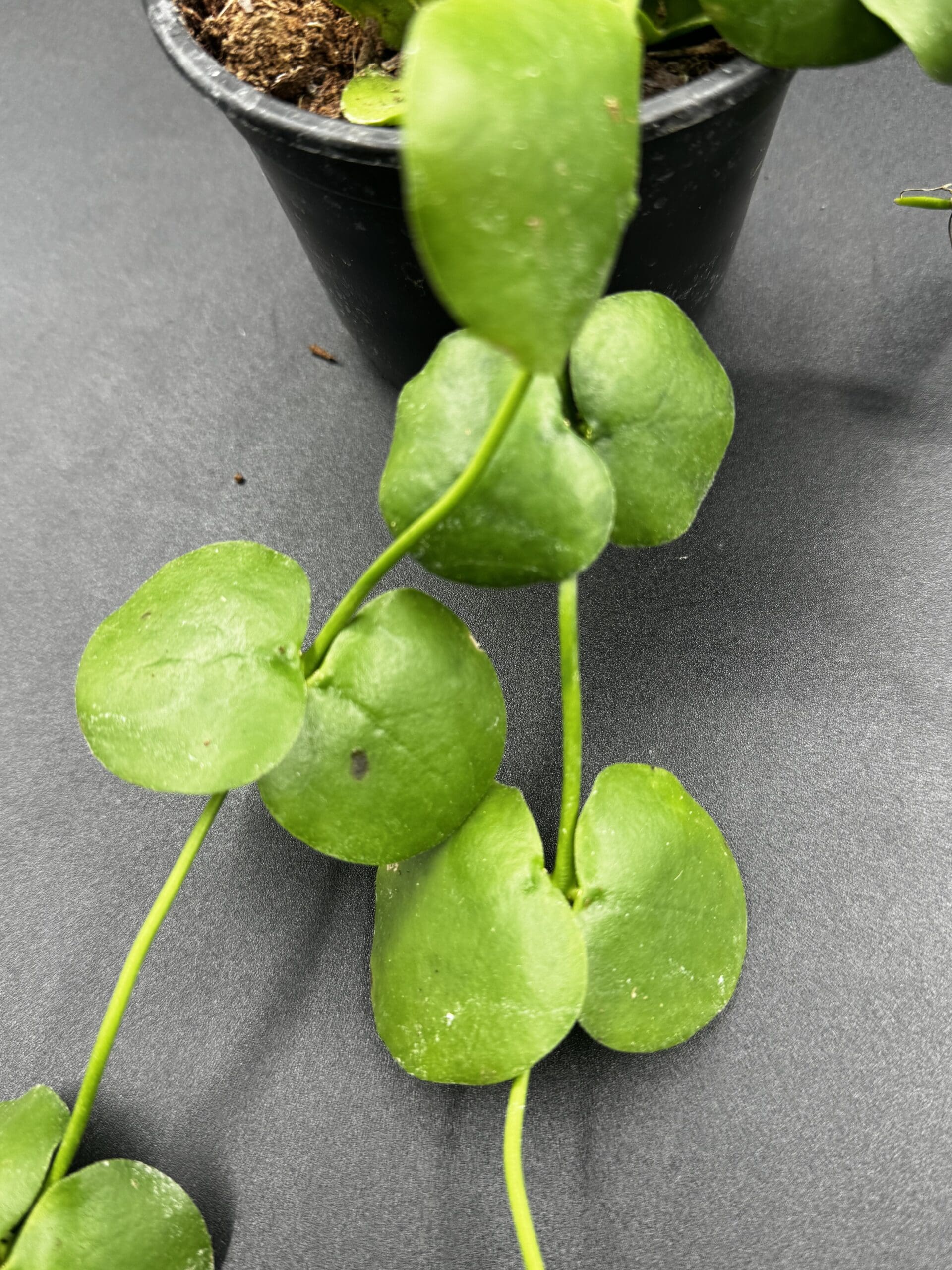 Dischidia Platyphylla - Rare Plant Daddy