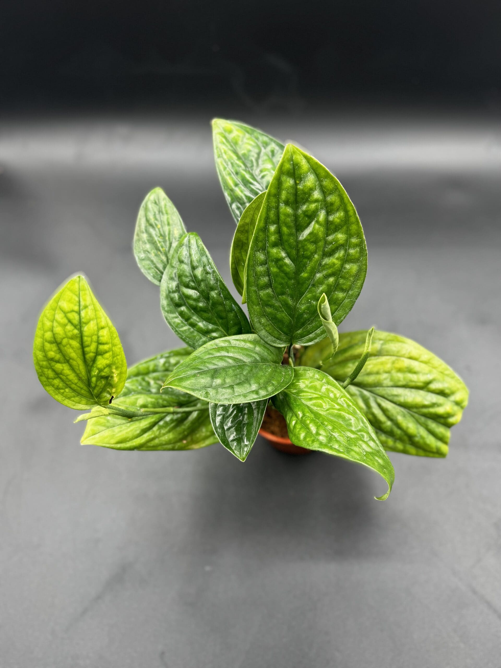 Monstera Peru - Rare Plant Daddy