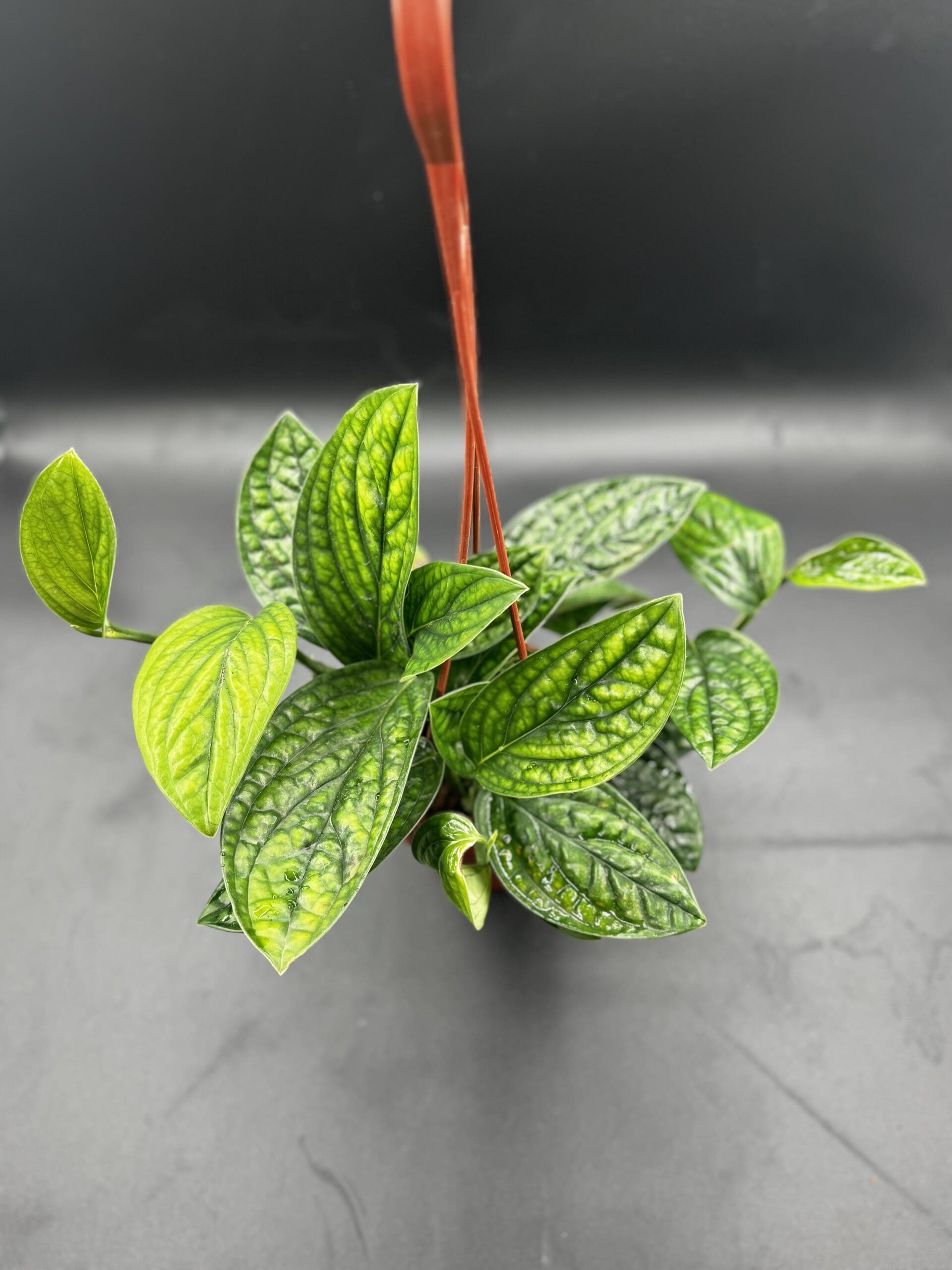 Monstera Peru - Rare Plant Daddy