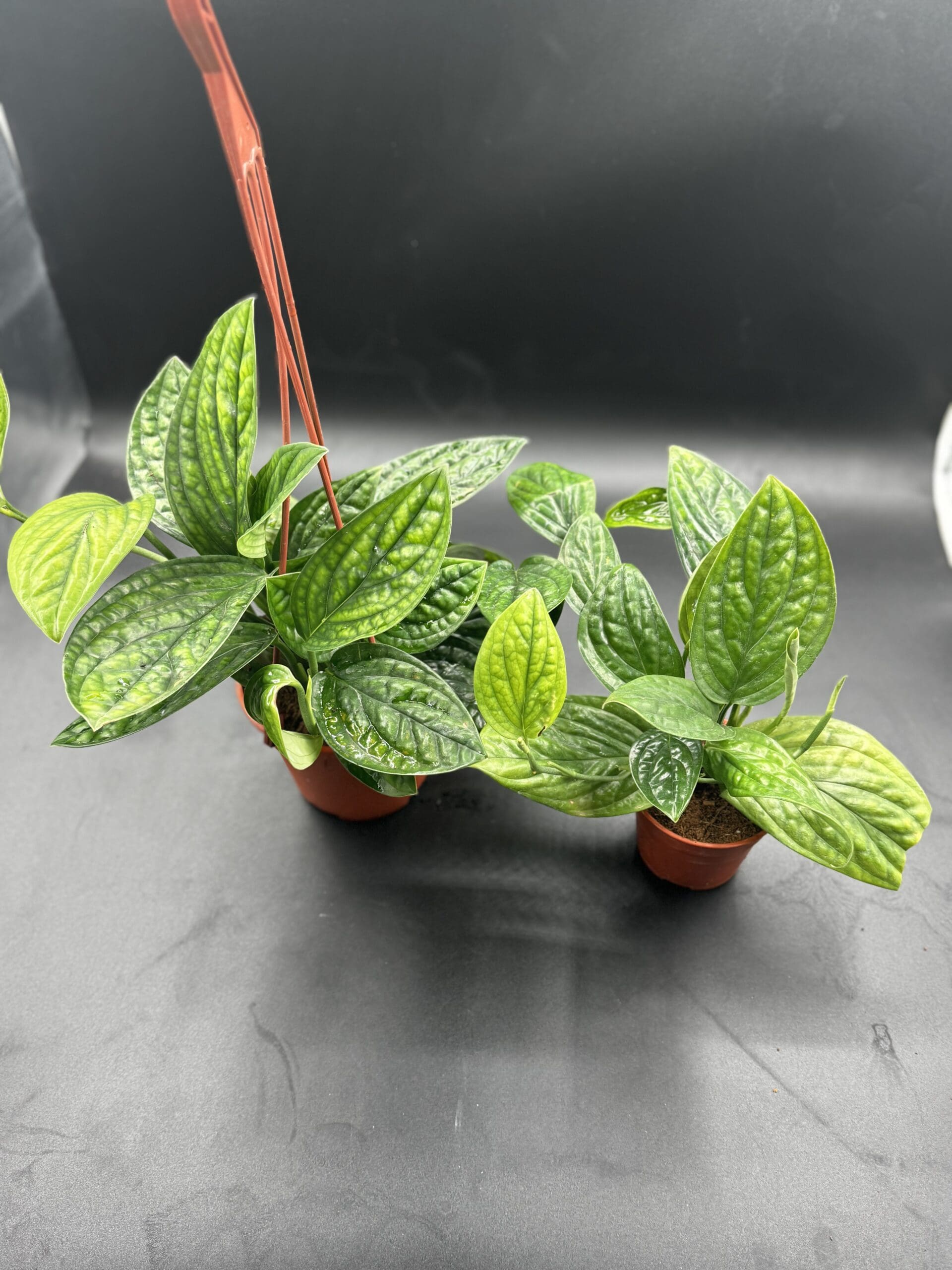 Monstera Peru - Rare Plant Daddy