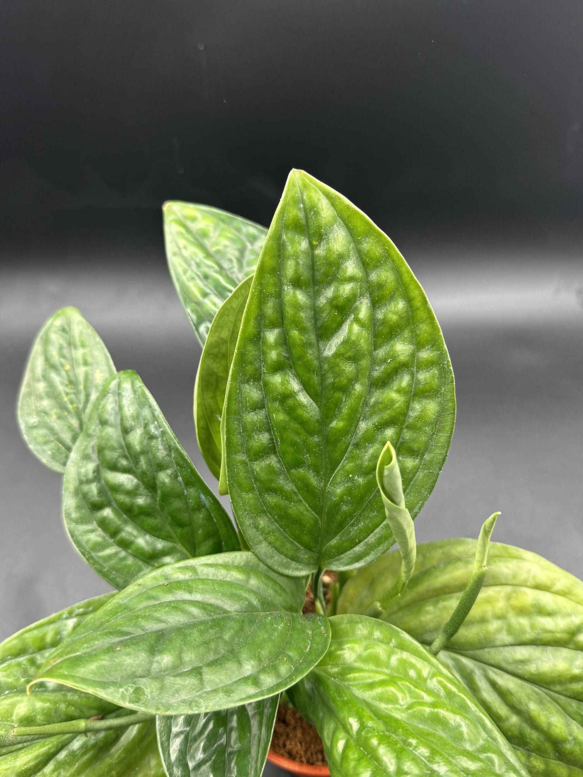 Monstera Peru - Rare Plant Daddy