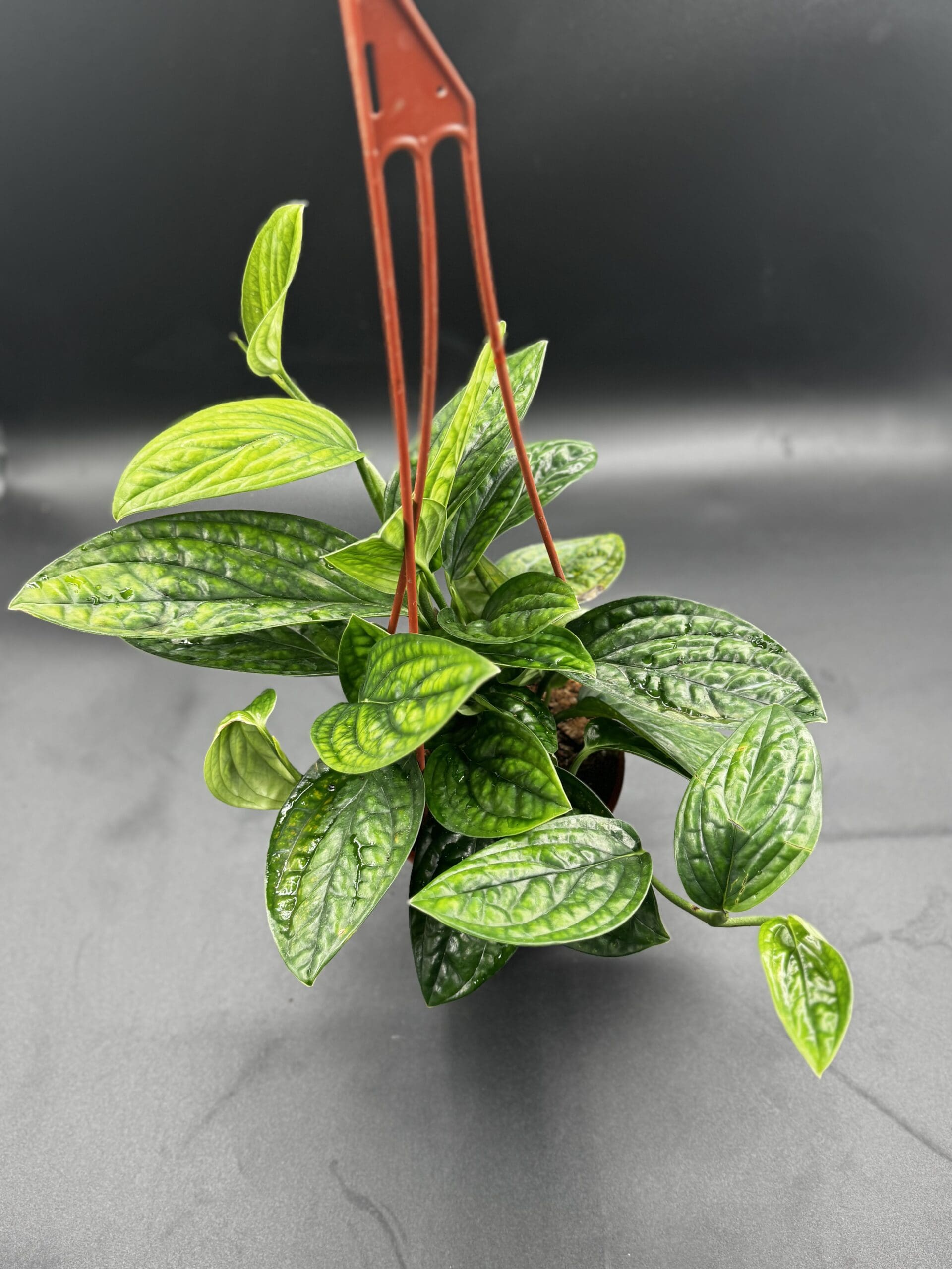 Monstera Peru - Rare Plant Daddy