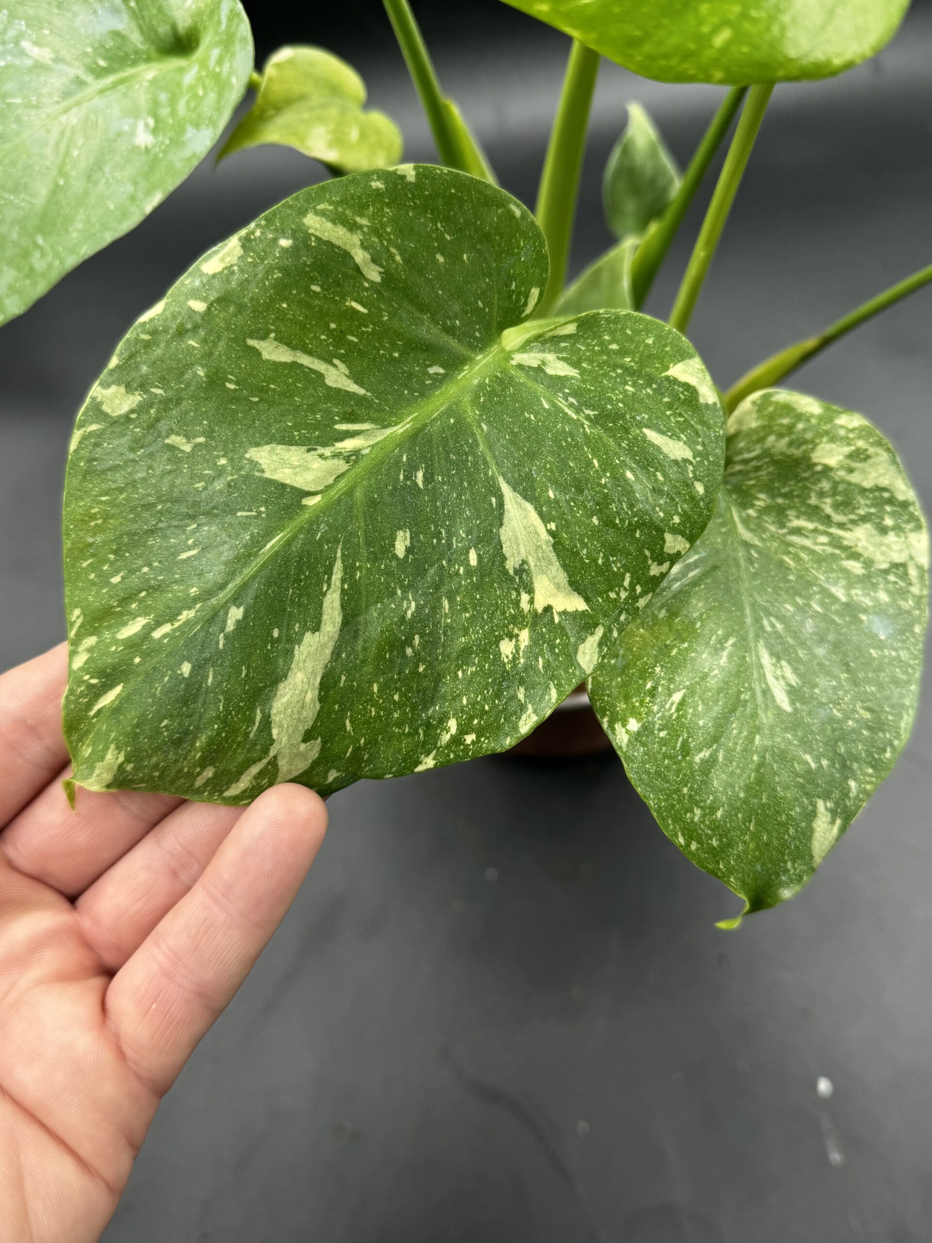 Monstera Thai Constellation - Rare Plant Daddy