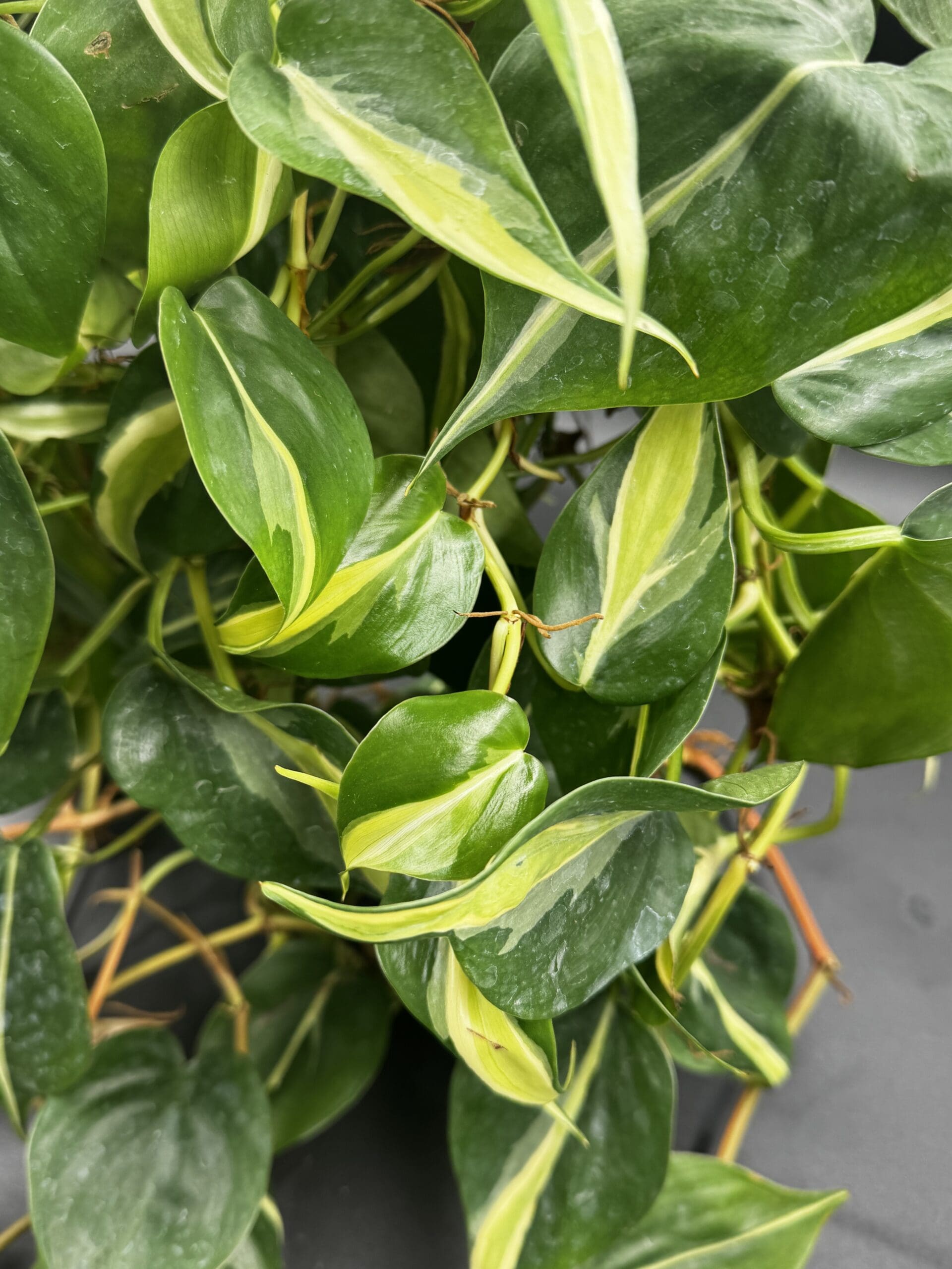 Philodendron hederaceum Rio - Rare Plant Daddy