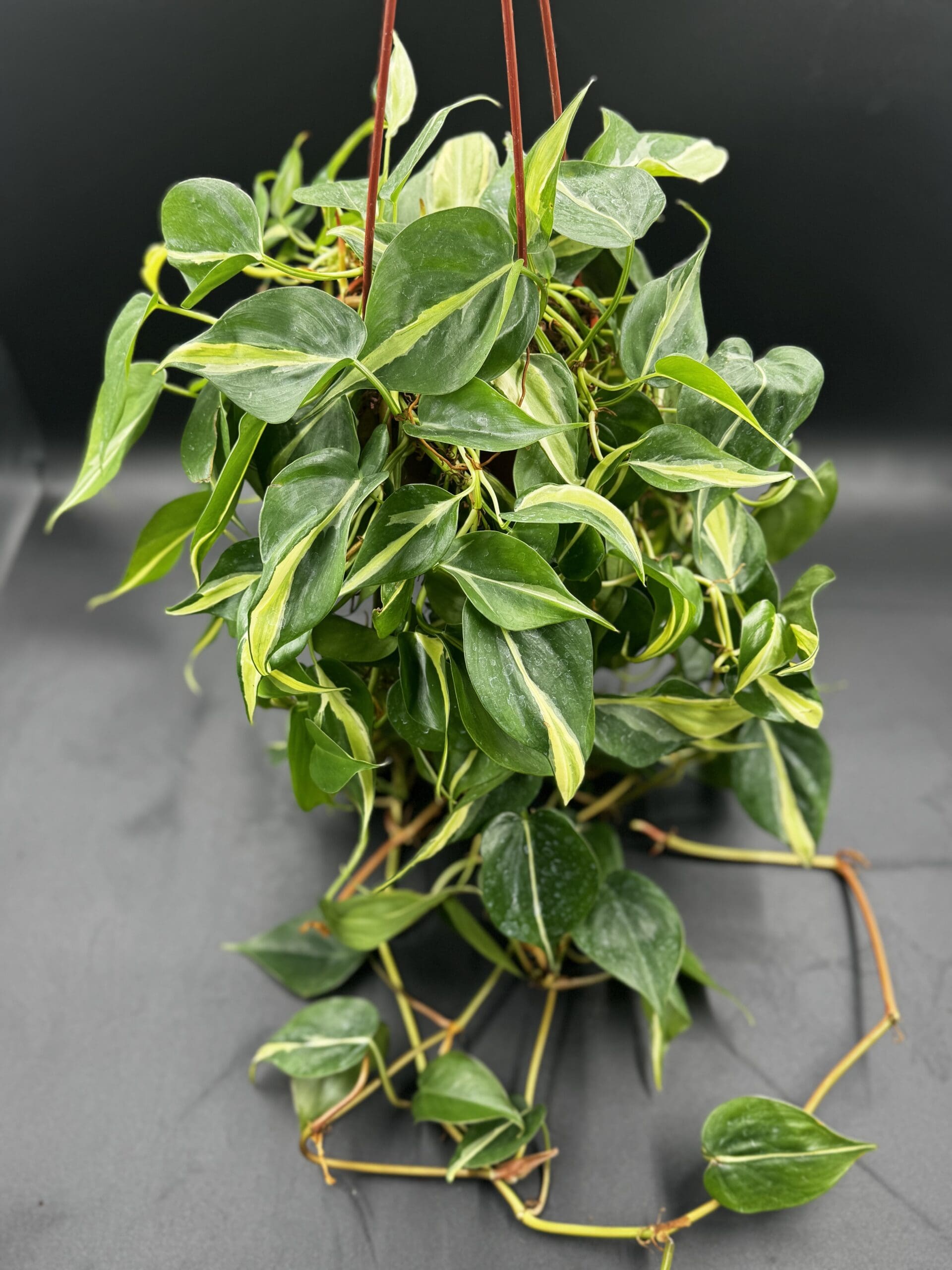 Philodendron hederaceum Rio - Rare Plant Daddy