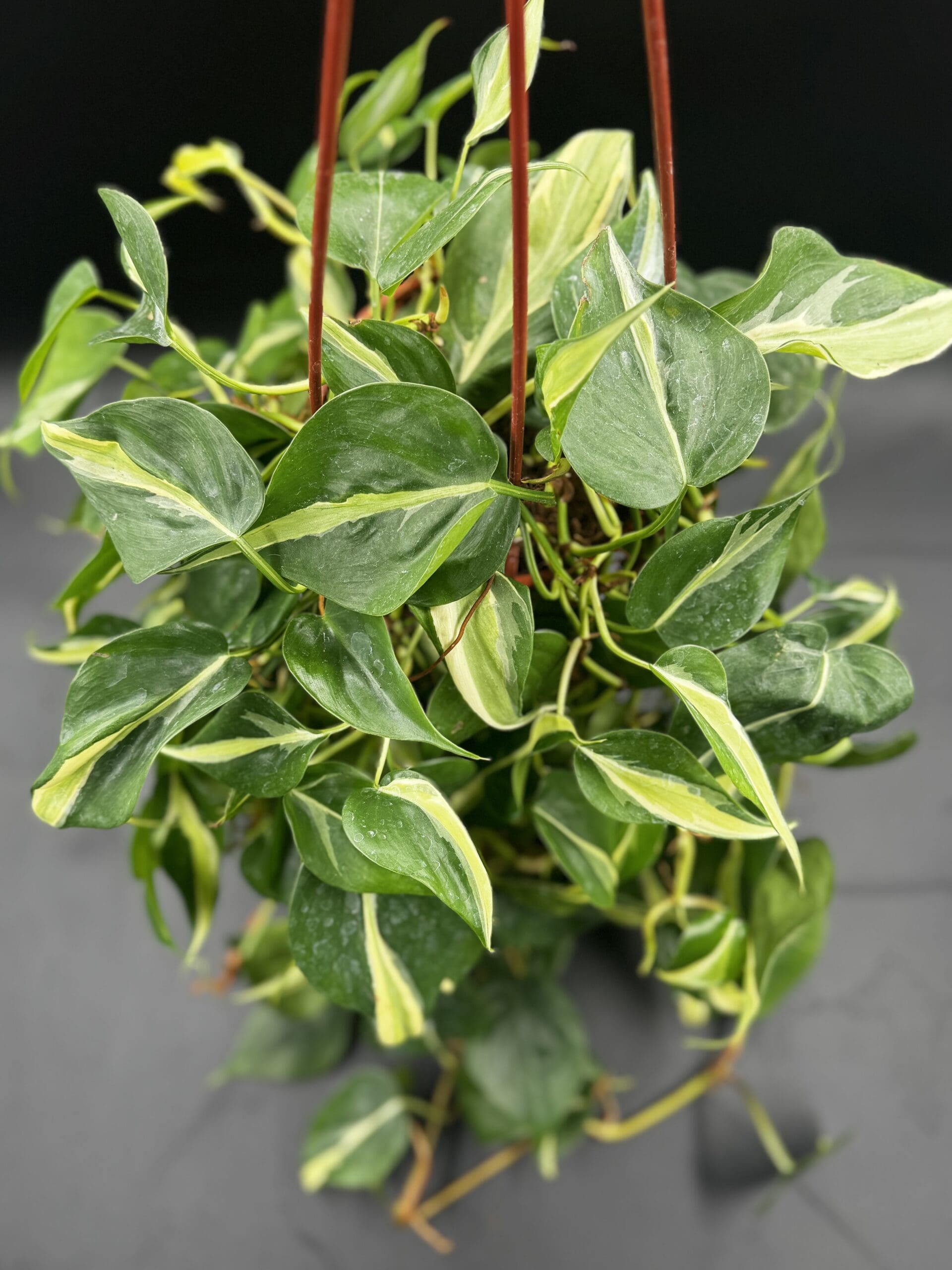 Philodendron hederaceum Rio - Rare Plant Daddy