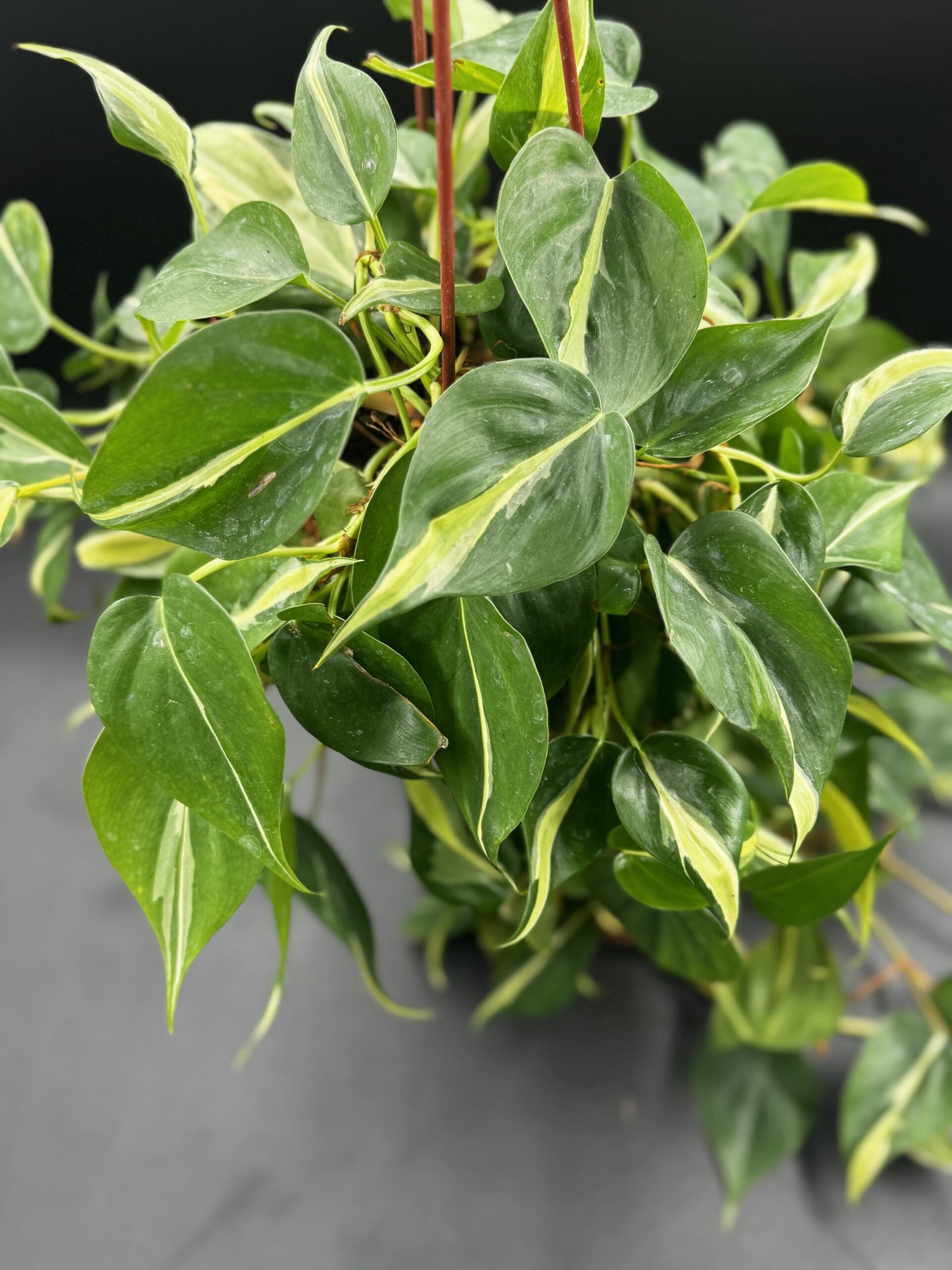 Philodendron hederaceum Rio - Rare Plant Daddy