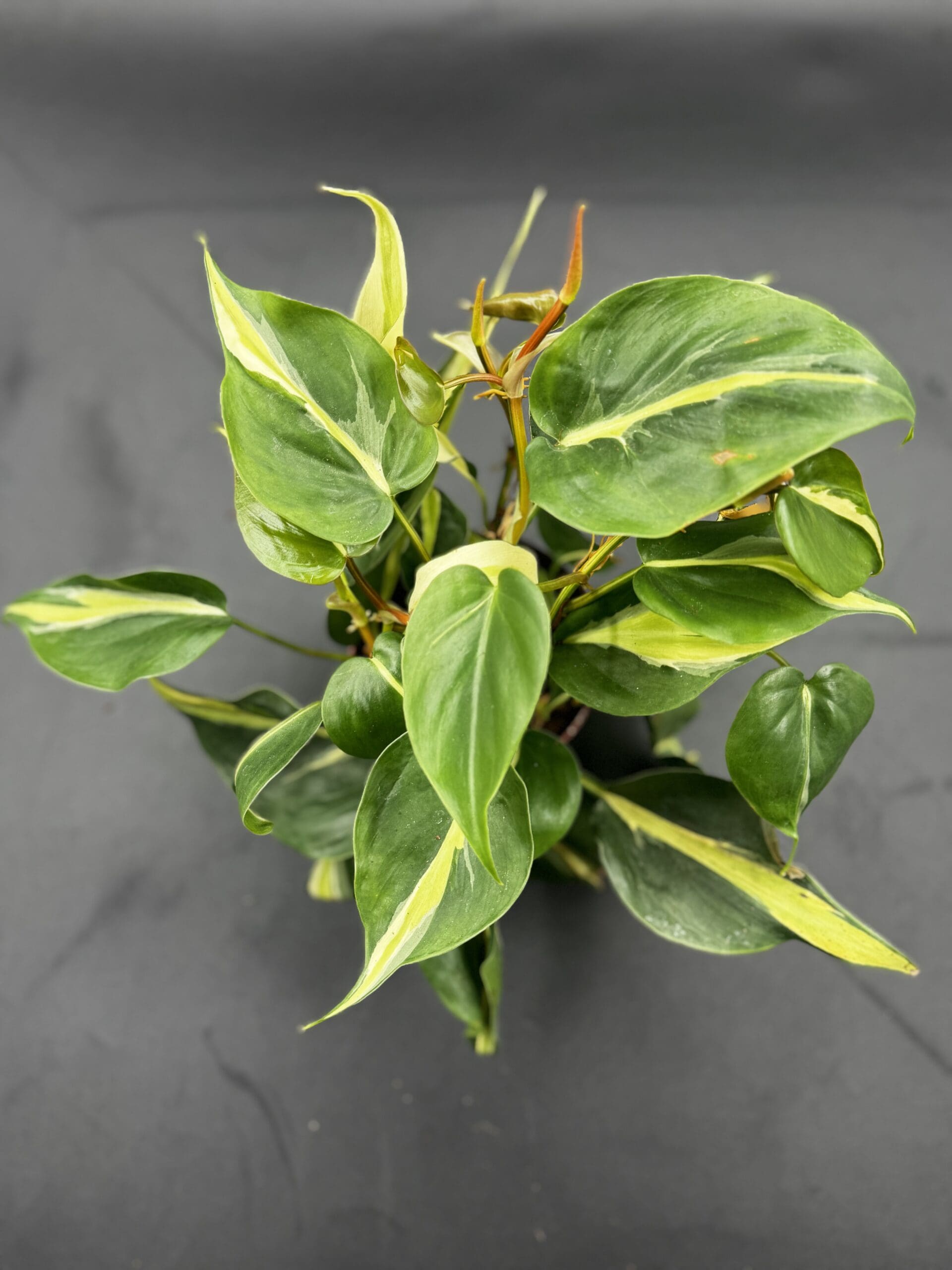 Philodendron hederaceum Rio - Rare Plant Daddy