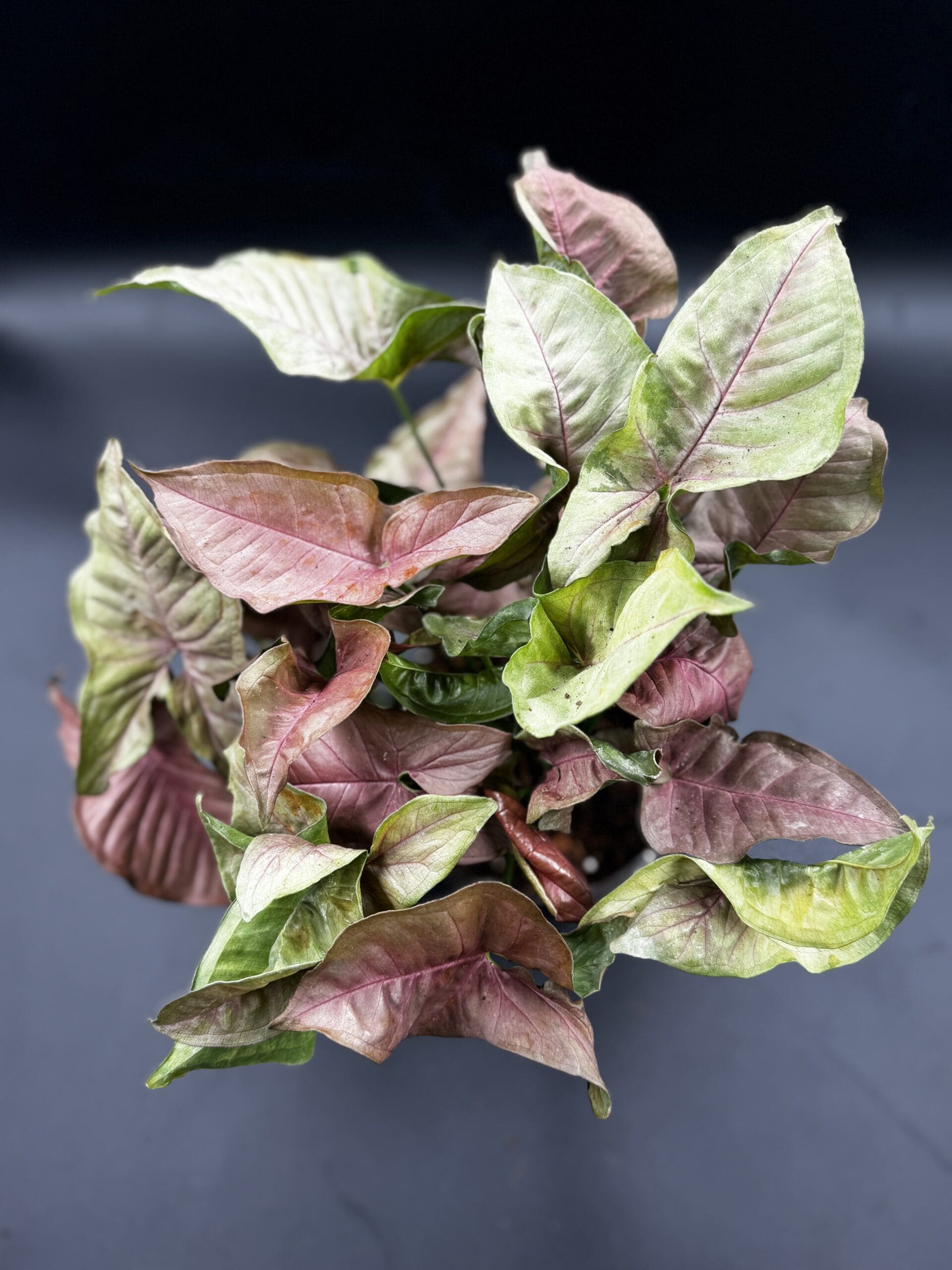 Syngonium Neon Pink - Rare Plant Daddy