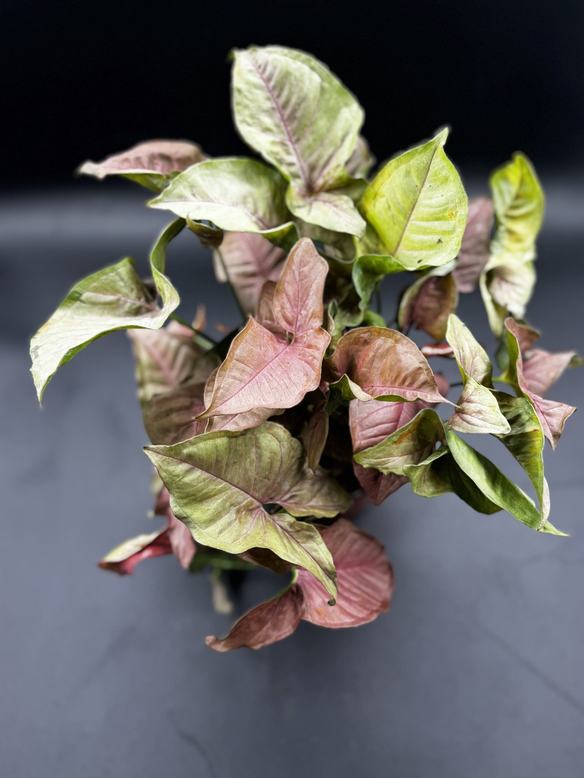 Syngonium Neon Pink - Rare Plant Daddy