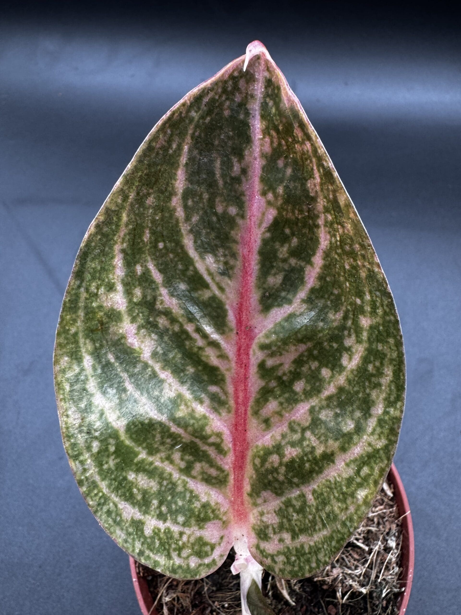 Aglaonema Golden Powder - Rare Plant Daddy
