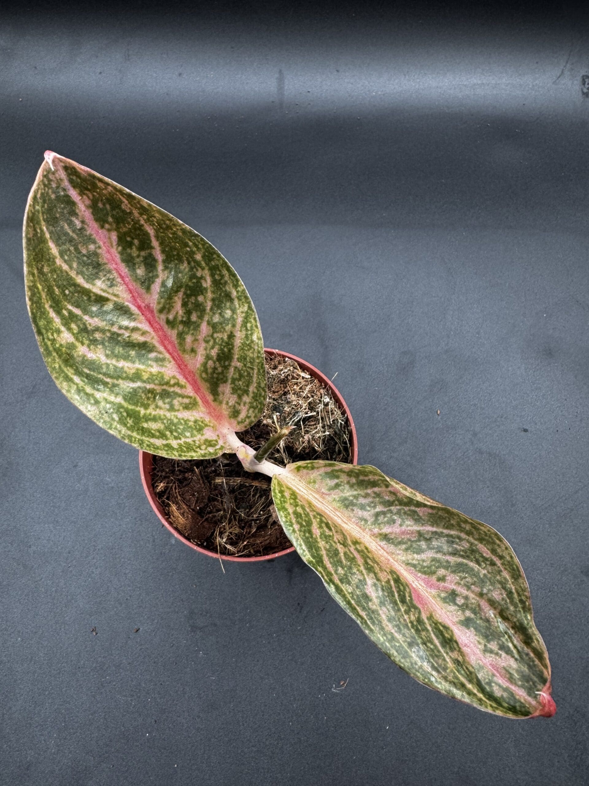 Aglaonema Golden Powder - Rare Plant Daddy