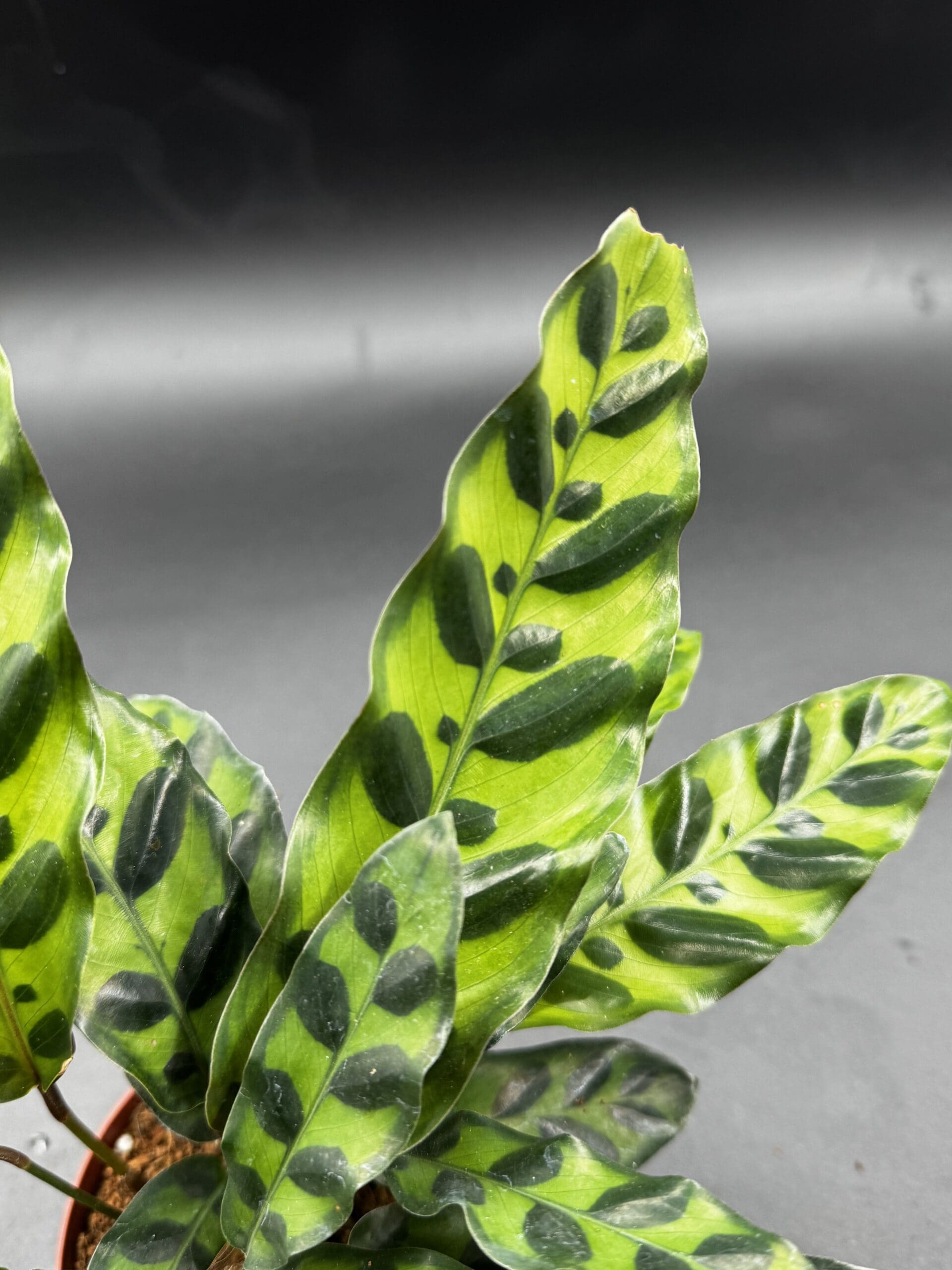Calathea Lancifolia - Rare Plant Daddy