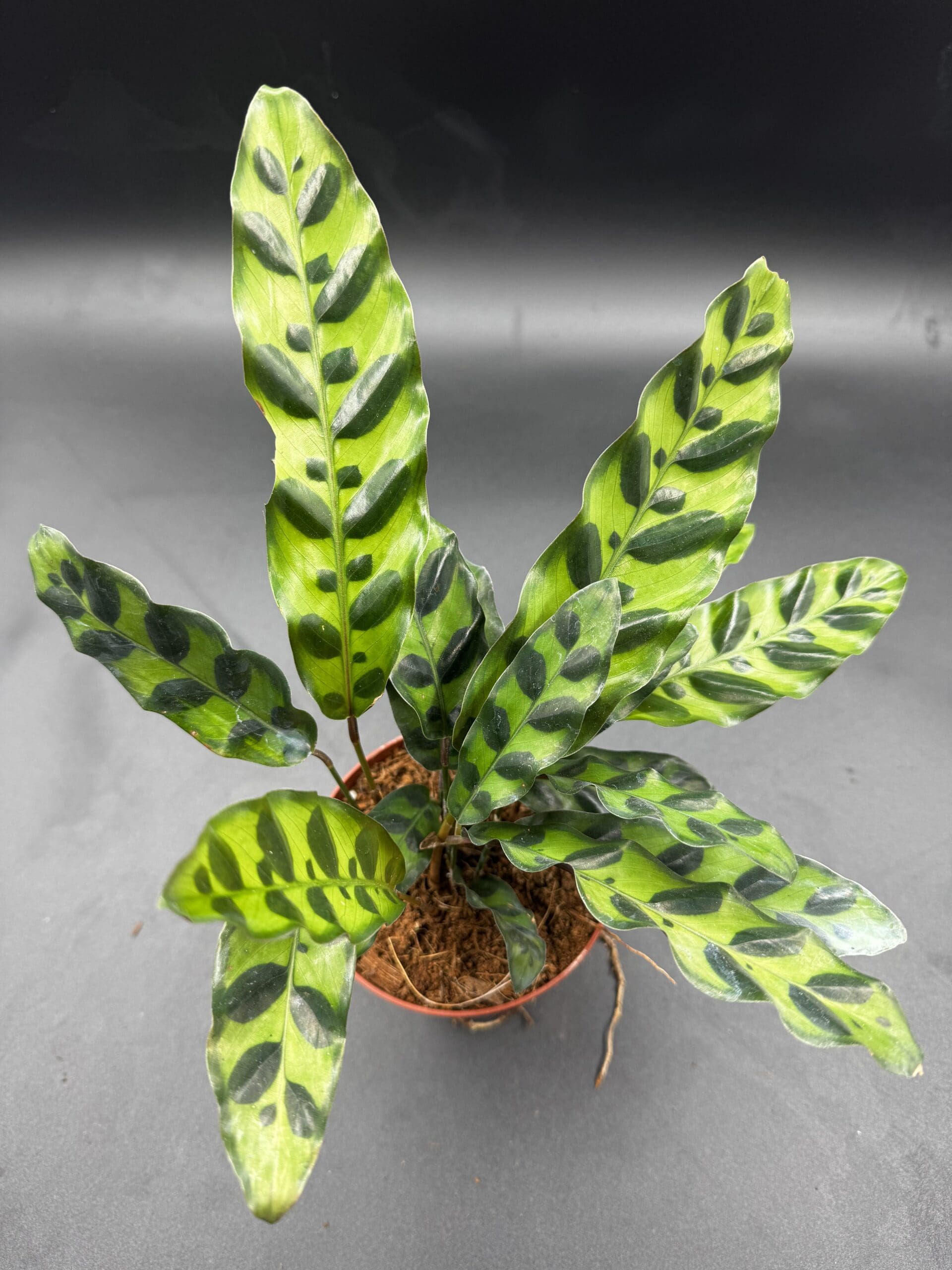 Calathea Lancifolia - Rare Plant Daddy