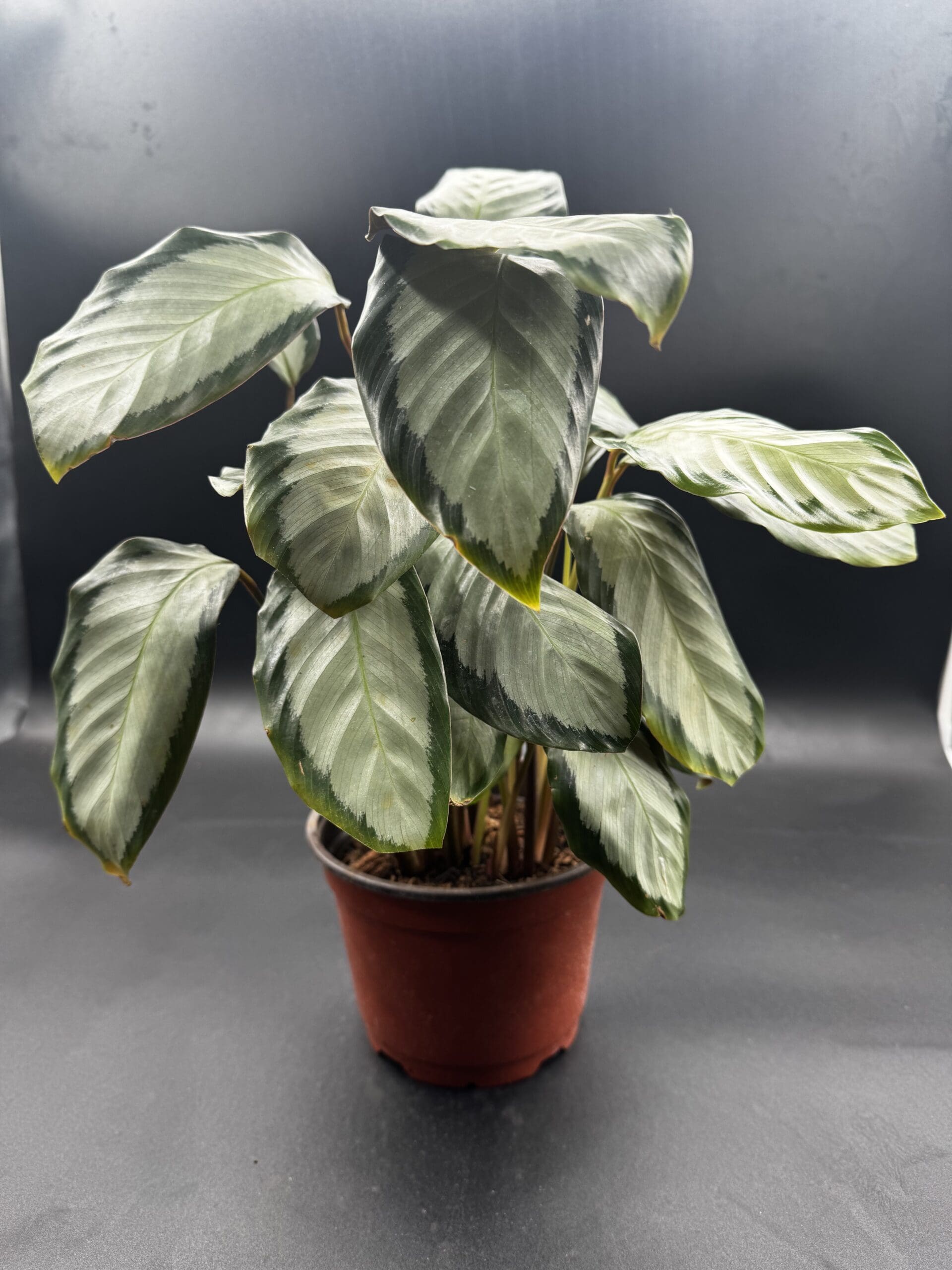 Calathea Picturata - Rare Plant Daddy