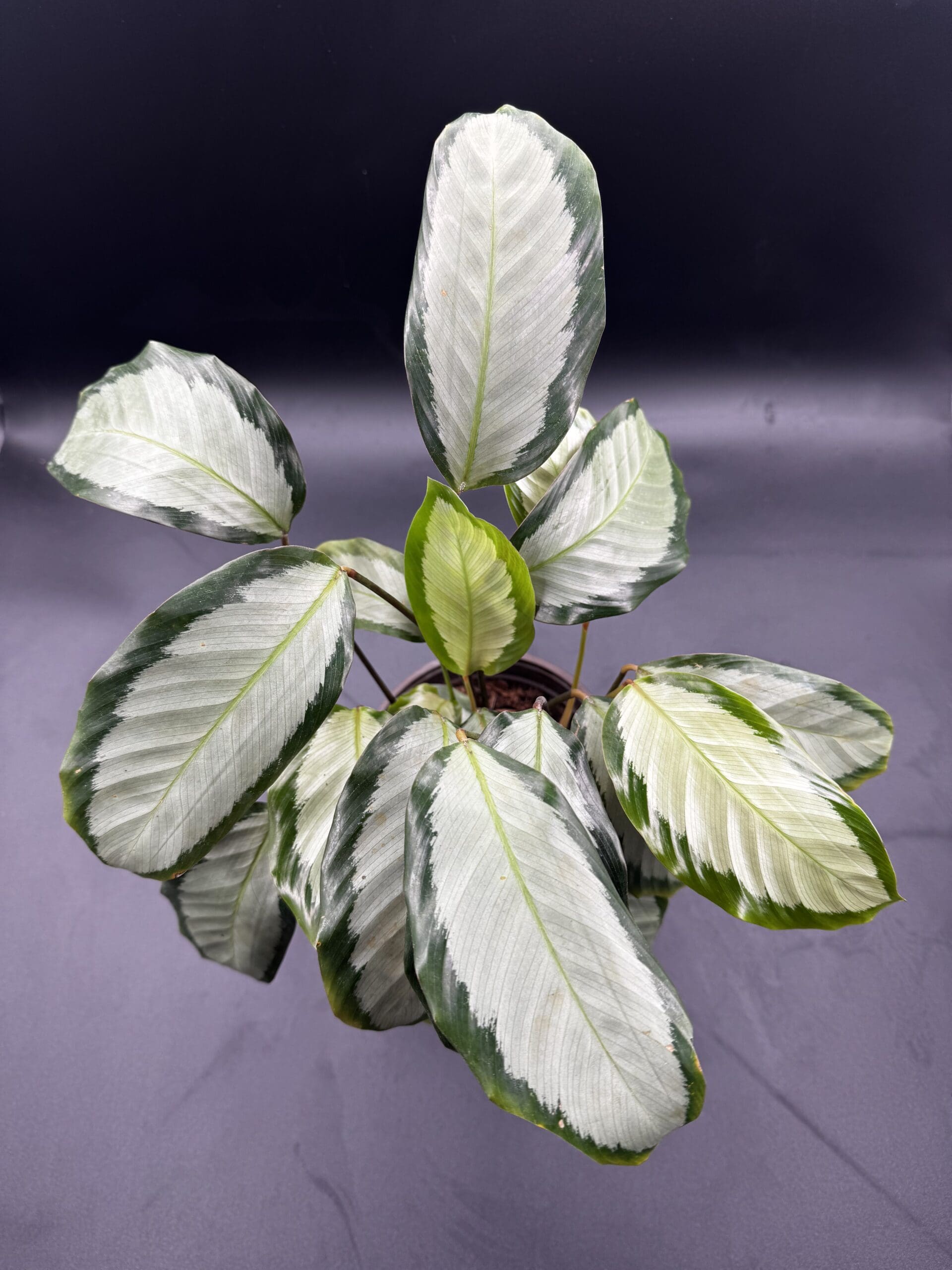 Calathea Picturata - Rare Plant Daddy
