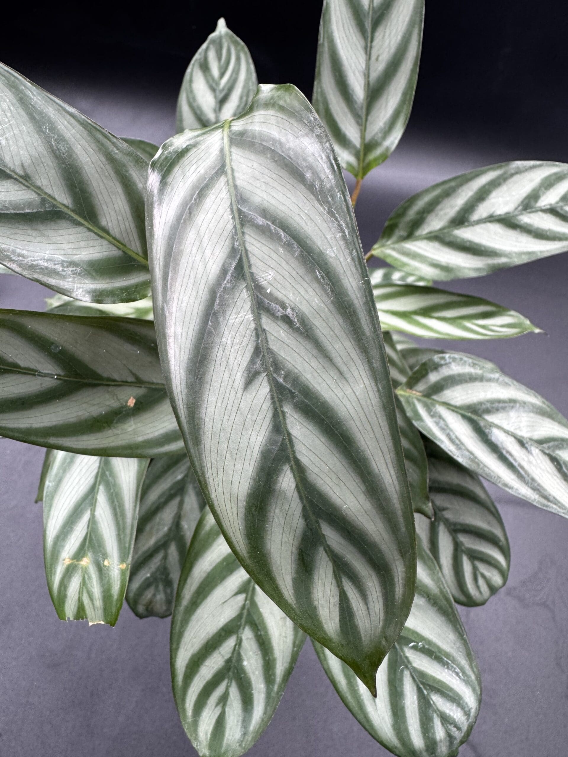 Calathea Silver Star - Rare Plant Daddy