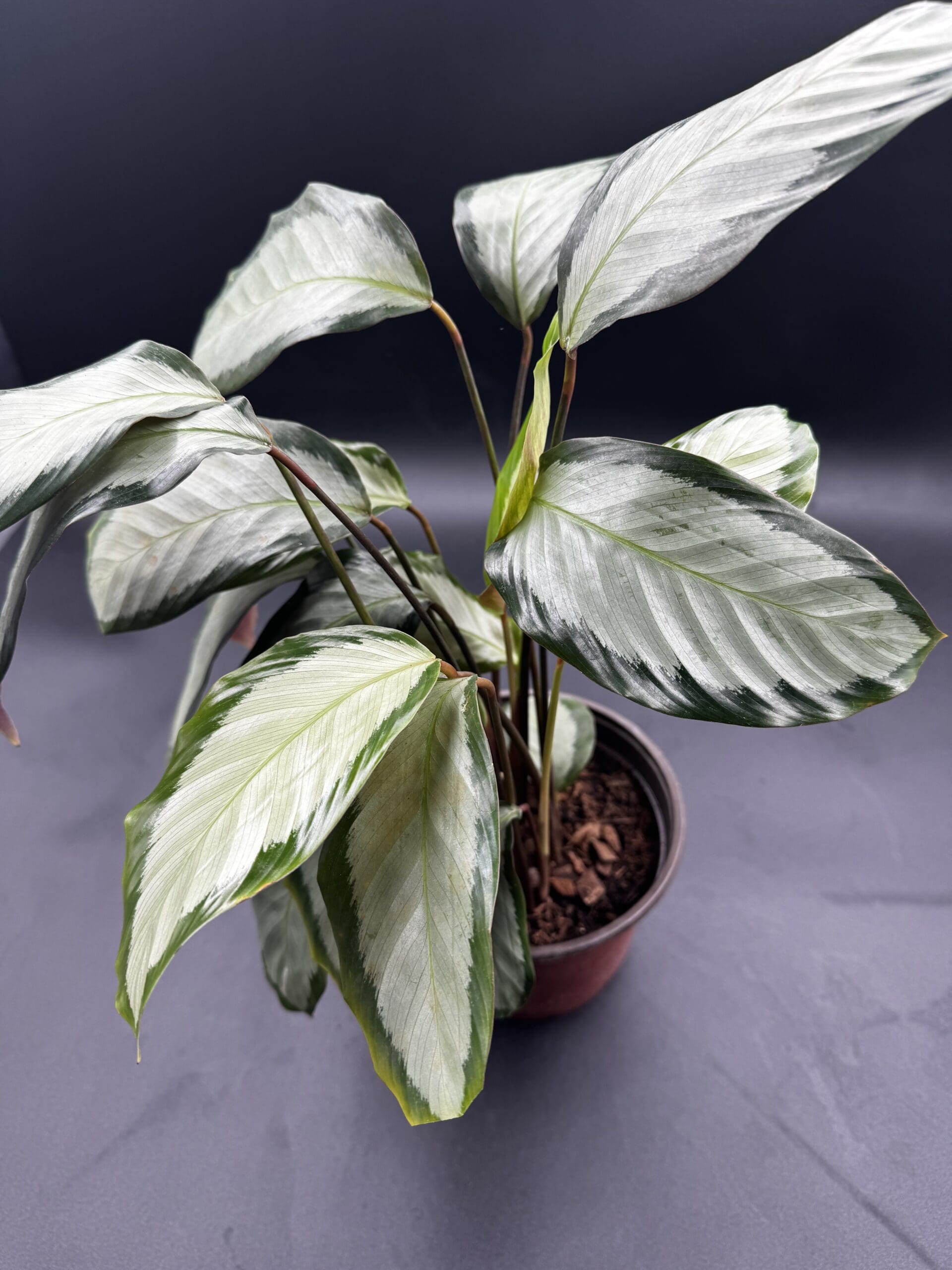 Calathea Picturata - Rare Plant Daddy