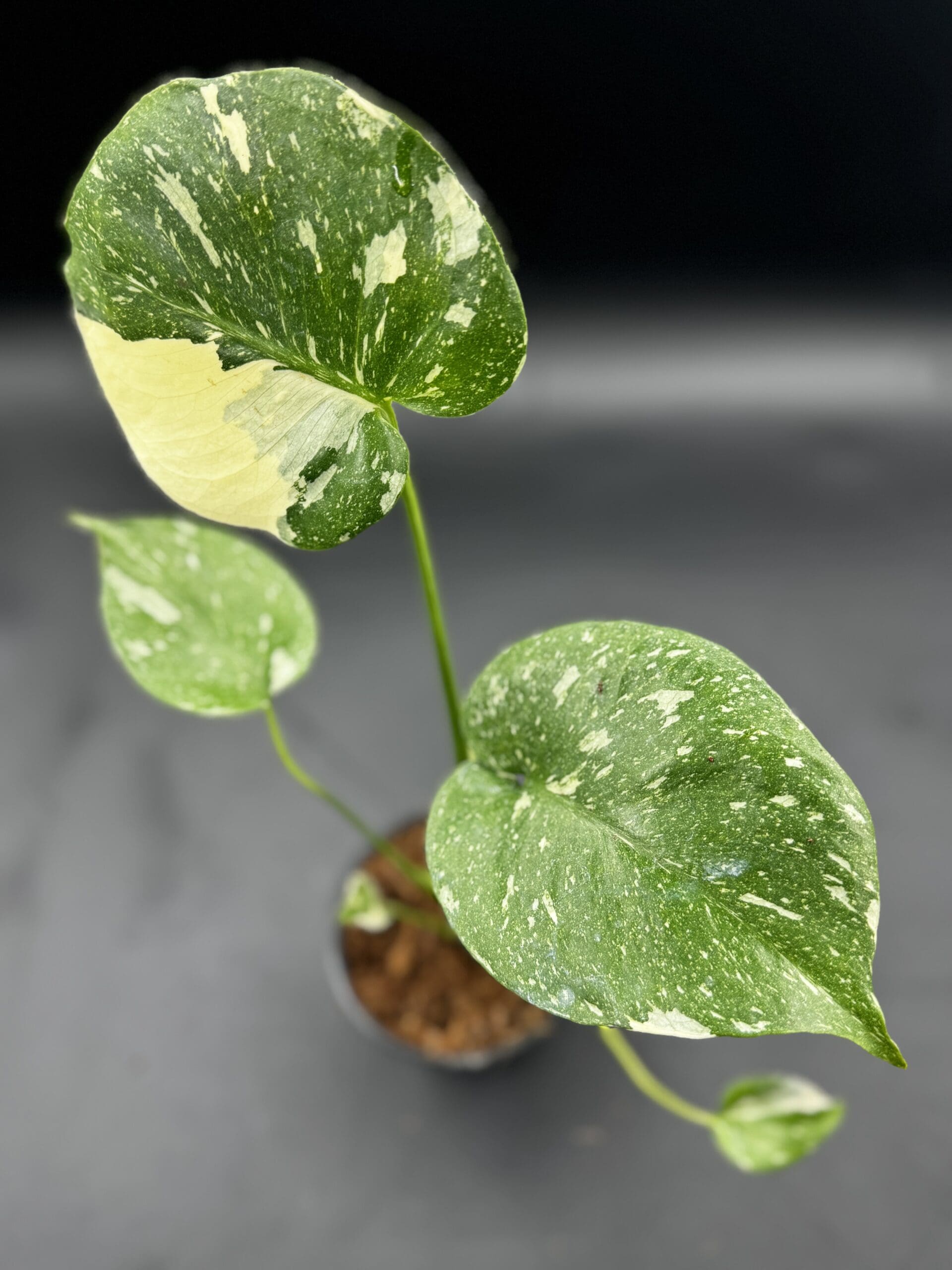 Monstera Thai Constellation - Rare Plant Daddy