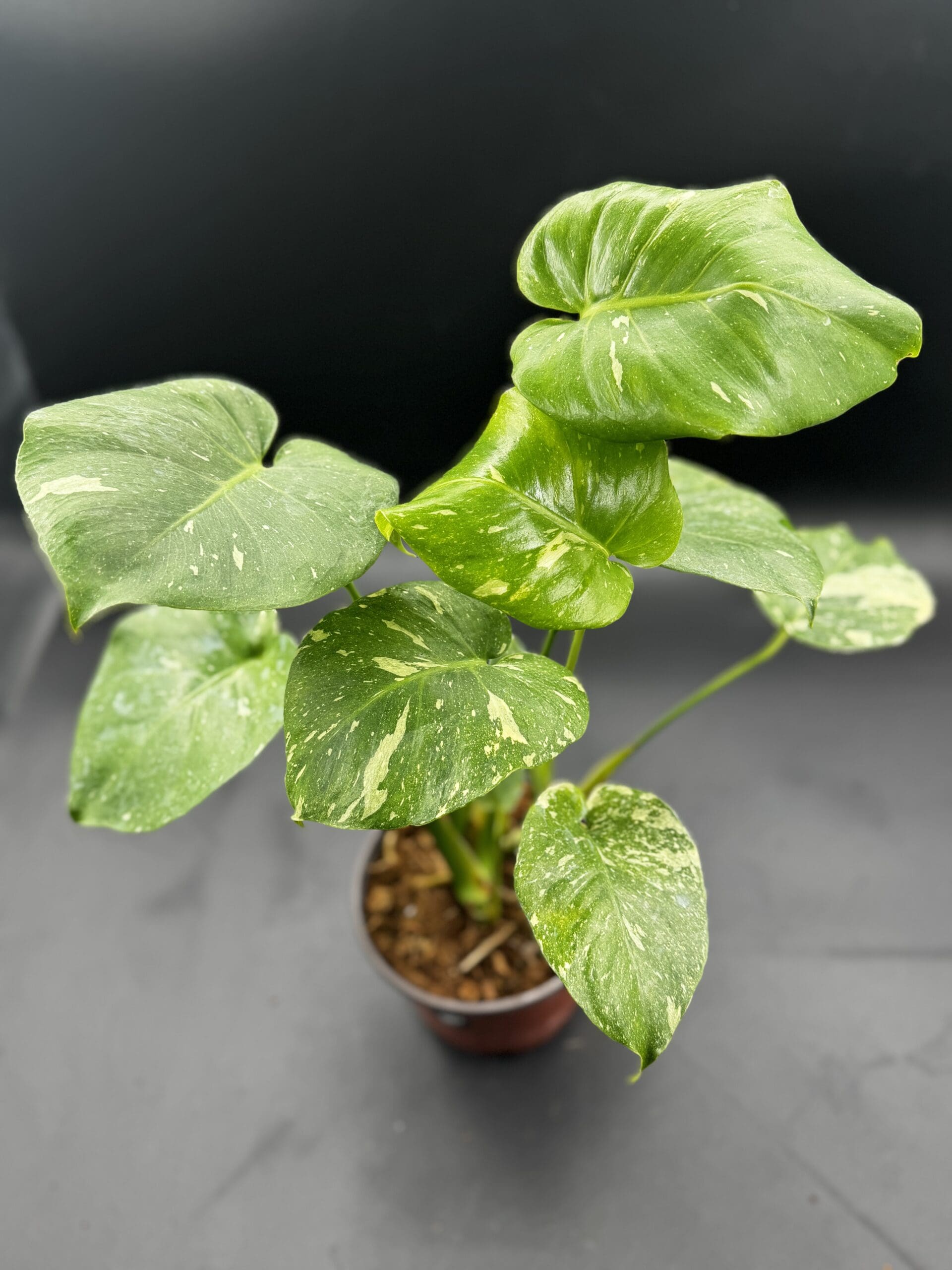 Monstera Thai Constellation - Rare Plant Daddy