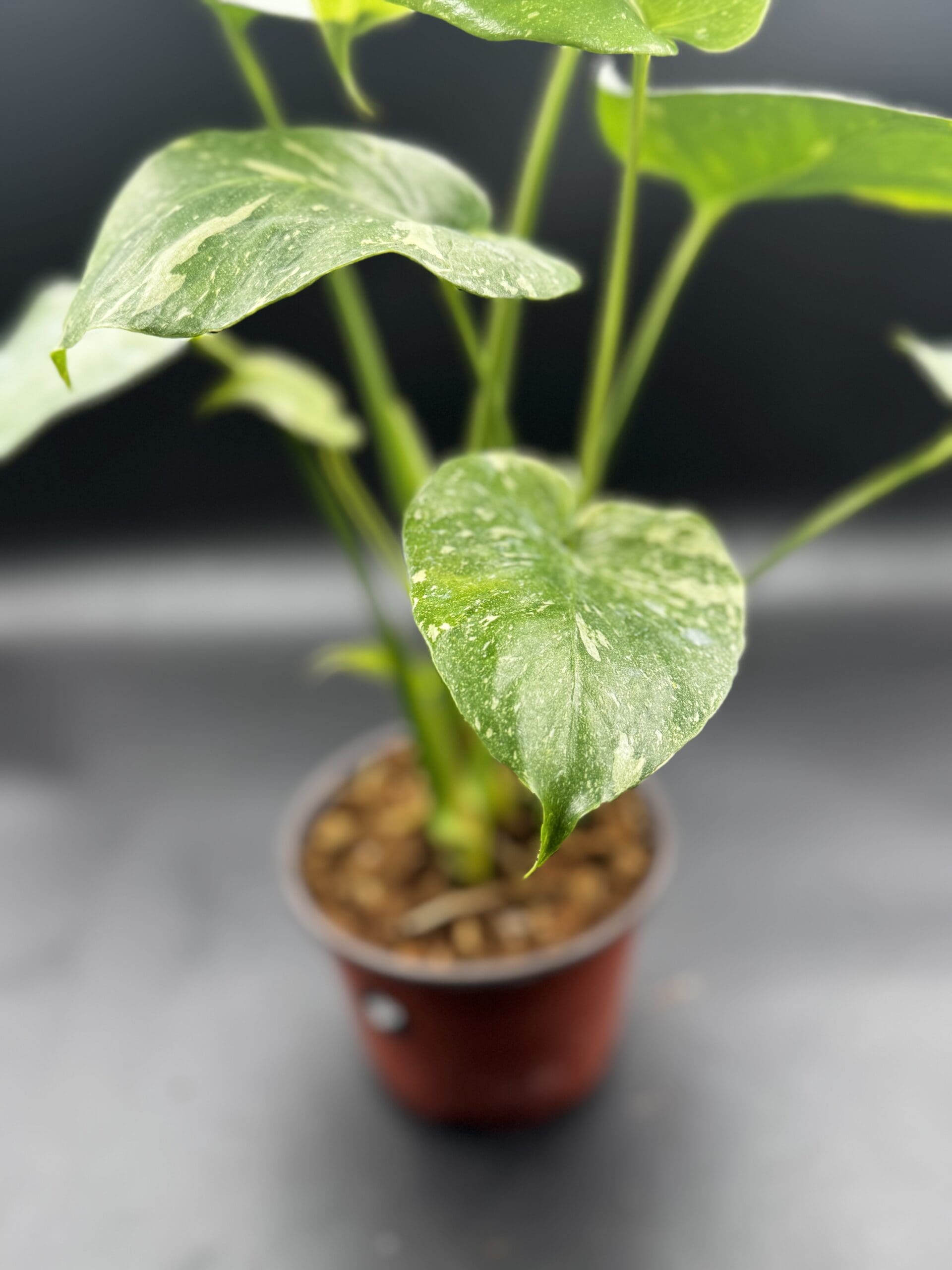 Monstera Thai Constellation - Rare Plant Daddy