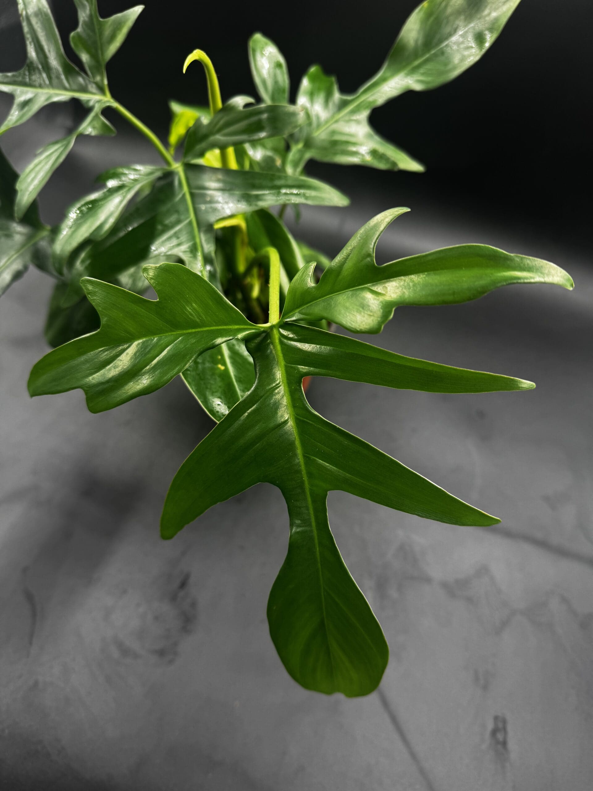 Philodendron Glad Hands: The Stunning Indoor Plant - Rare Plant Daddy