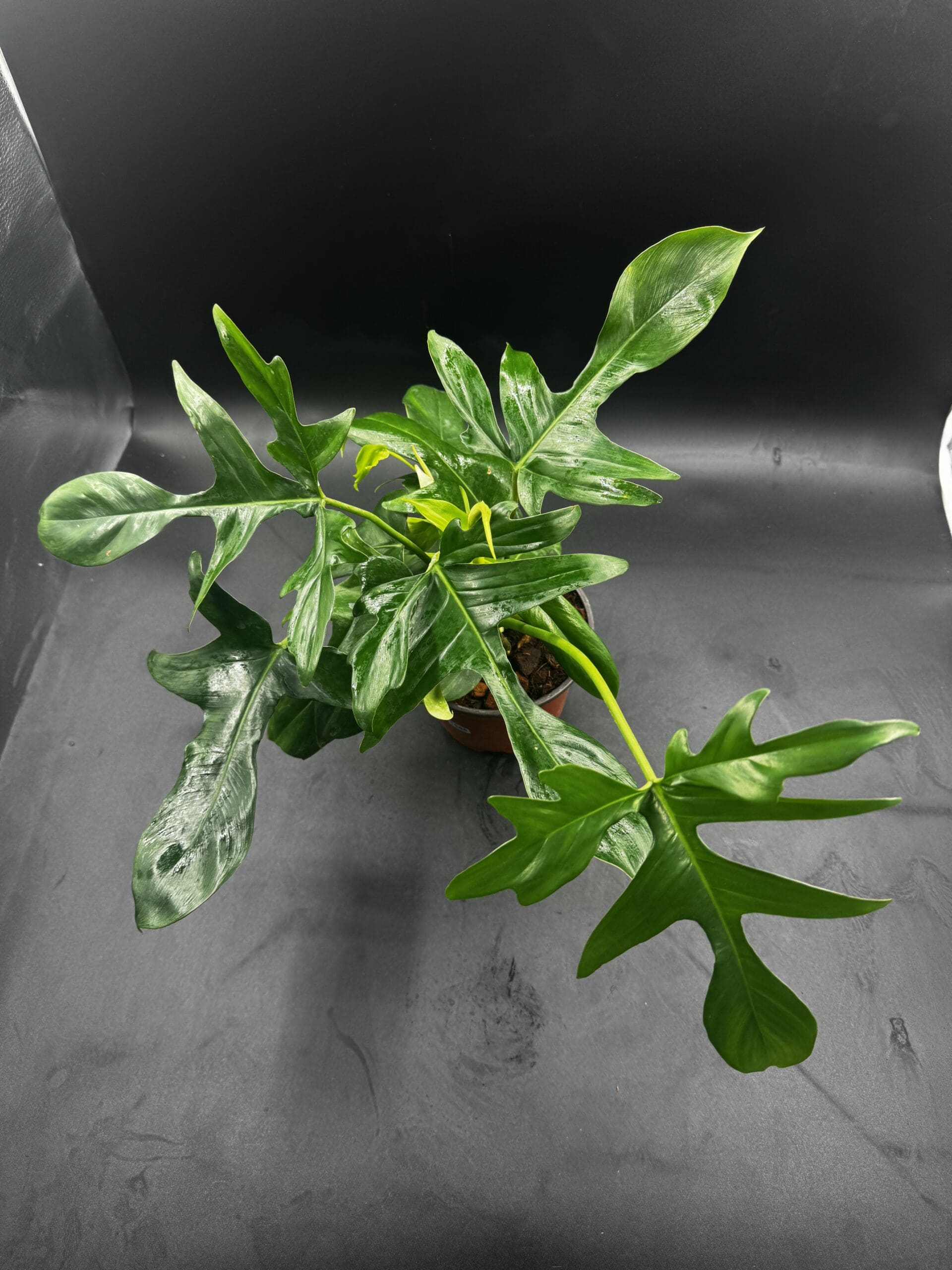 Philodendron Glad Hands: The Stunning Indoor Plant - Rare Plant Daddy