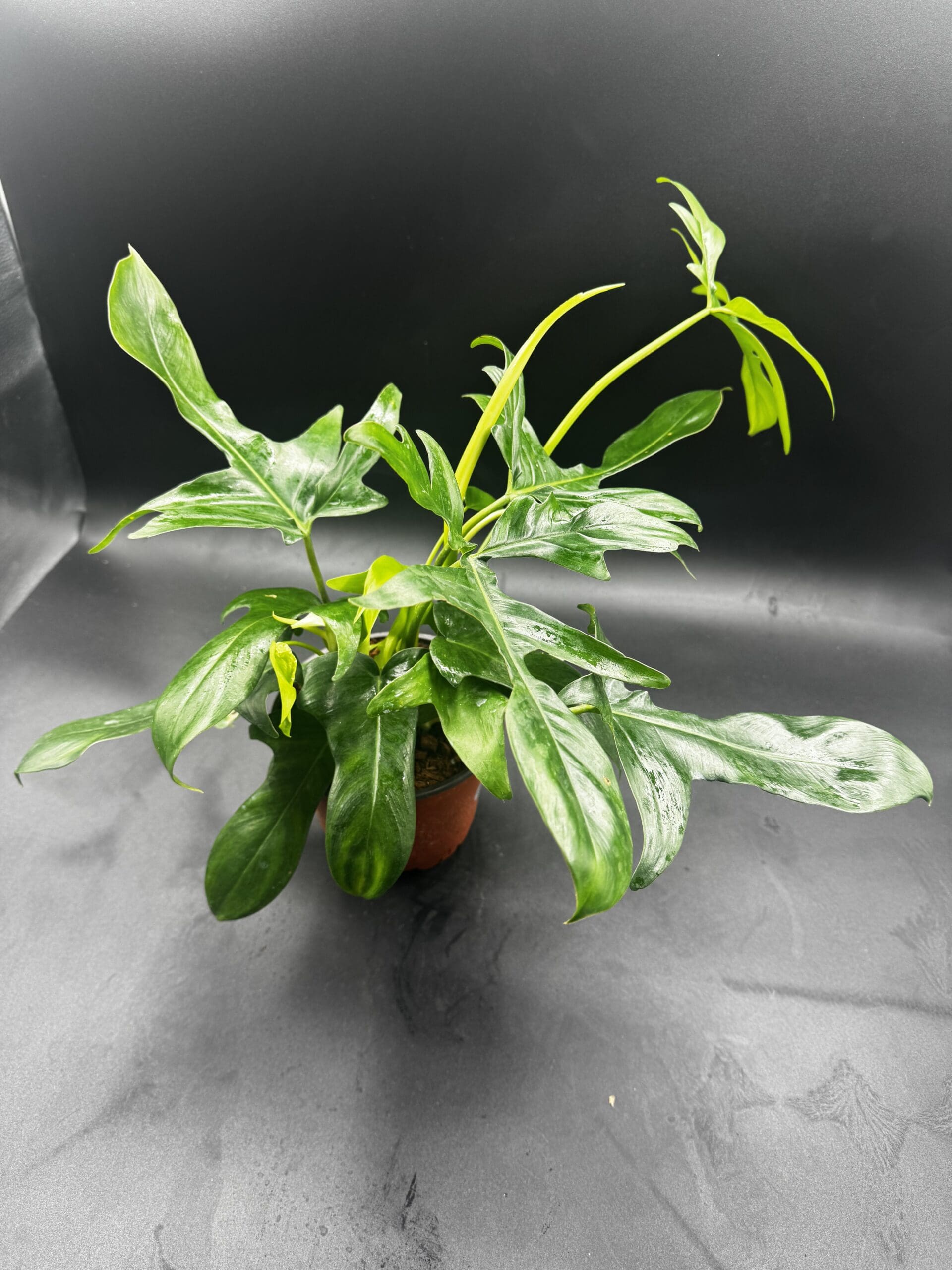 Philodendron Glad Hands: The Stunning Indoor Plant - Rare Plant Daddy