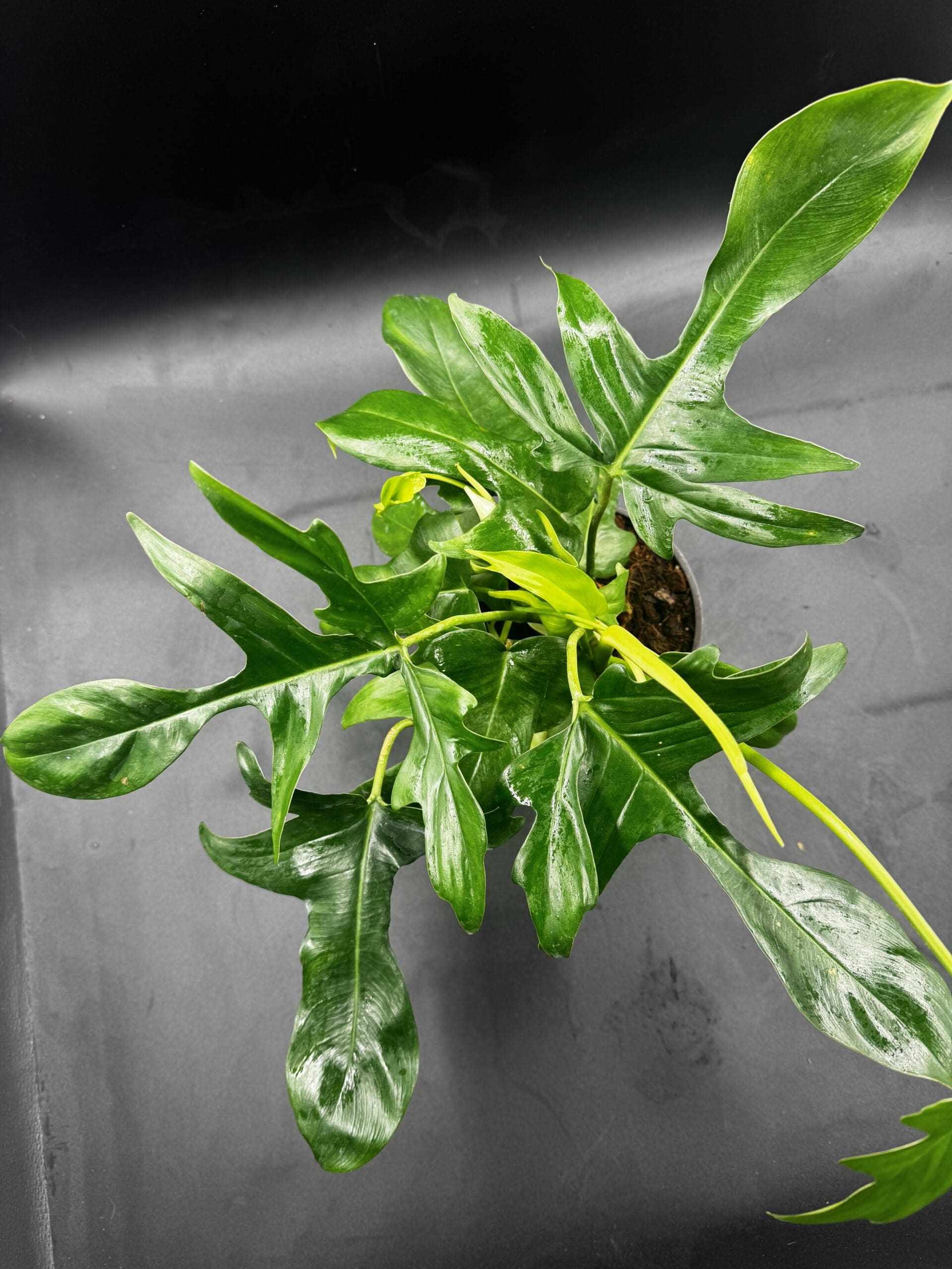 Philodendron Glad Hands: The Stunning Indoor Plant - Rare Plant Daddy