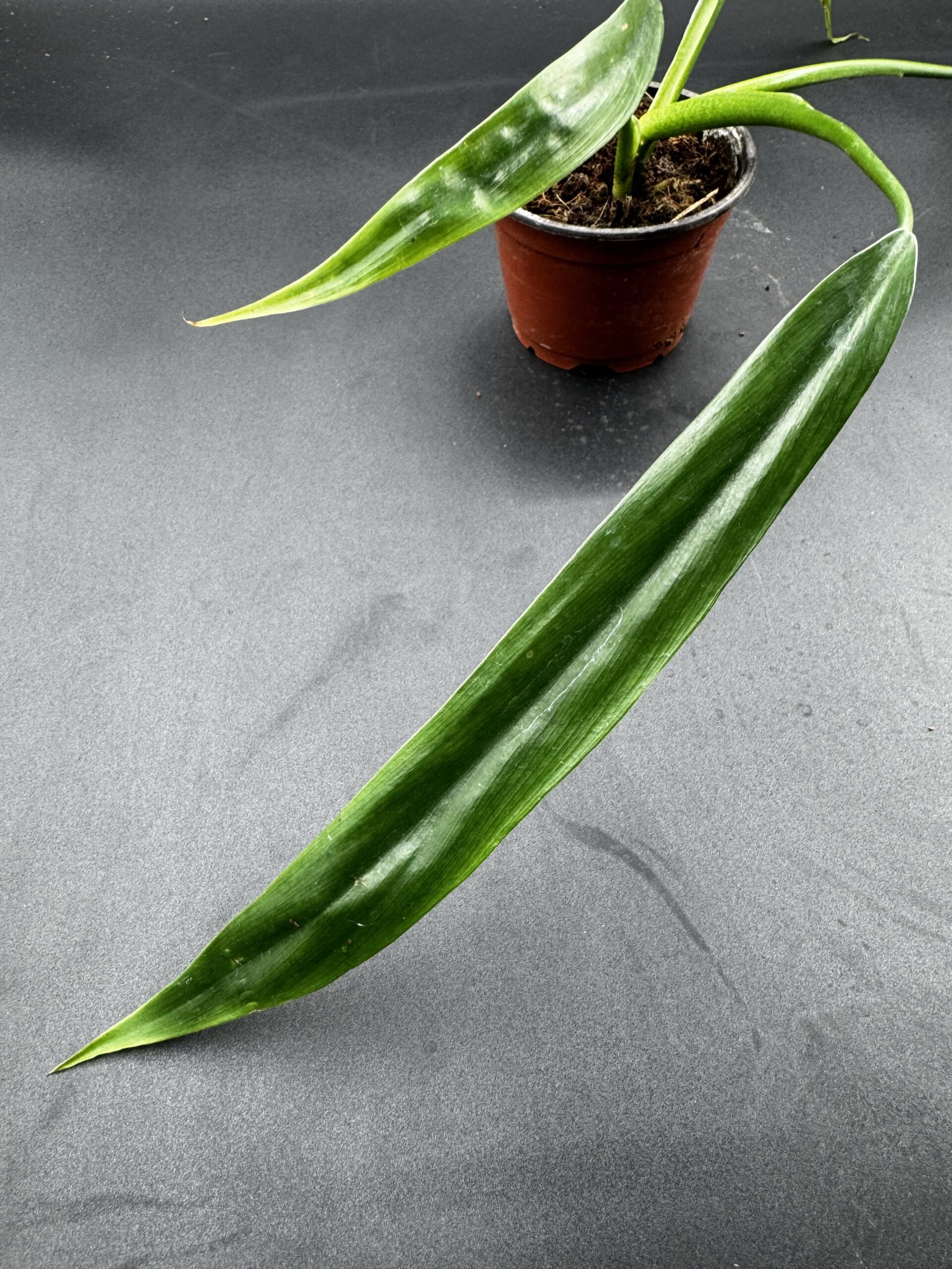 Philodendron Holtonianum - Tropical Houseplant - Rare Plant Daddy