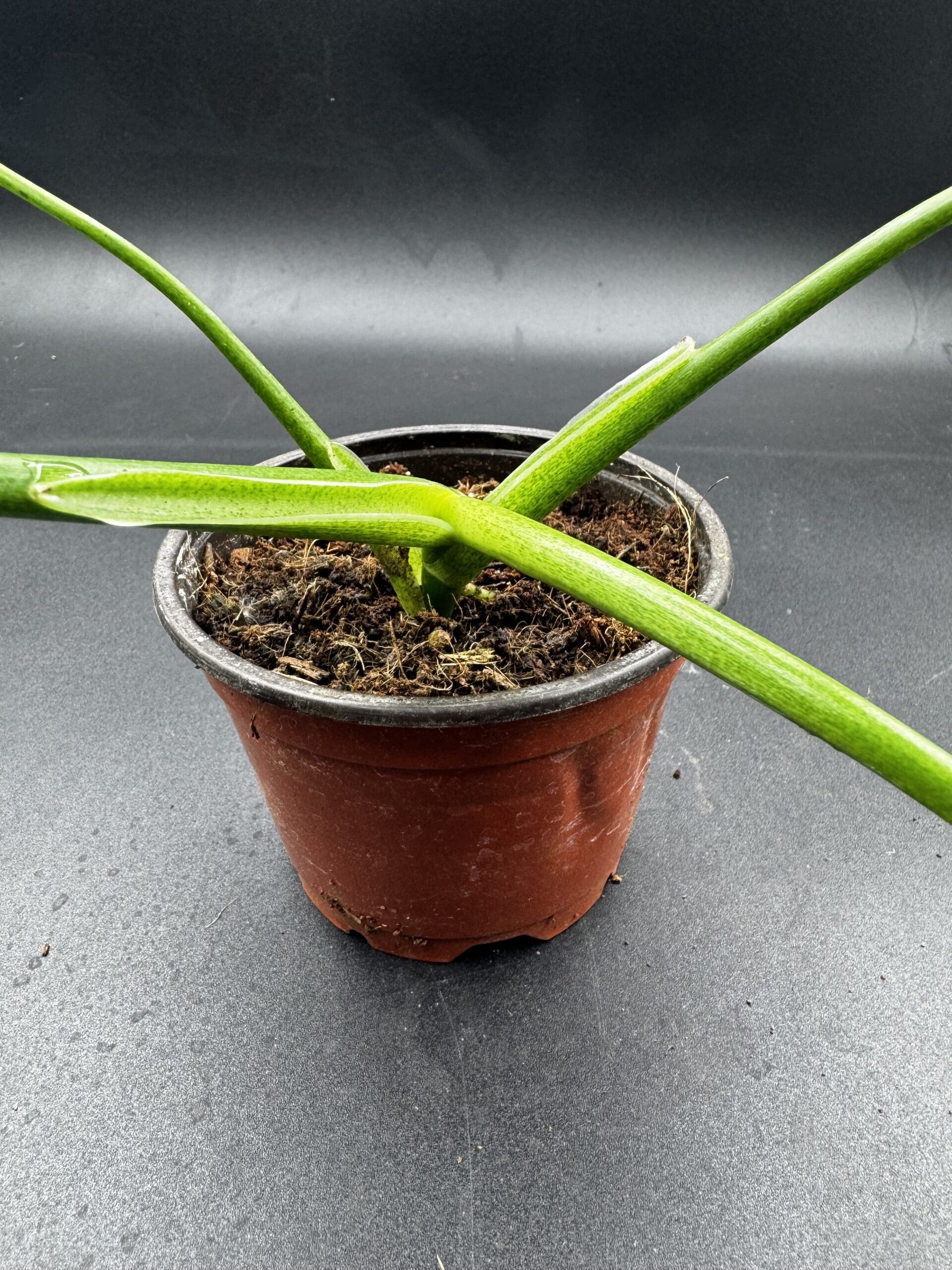 Philodendron Holtonianum - Tropical Houseplant - Rare Plant Daddy