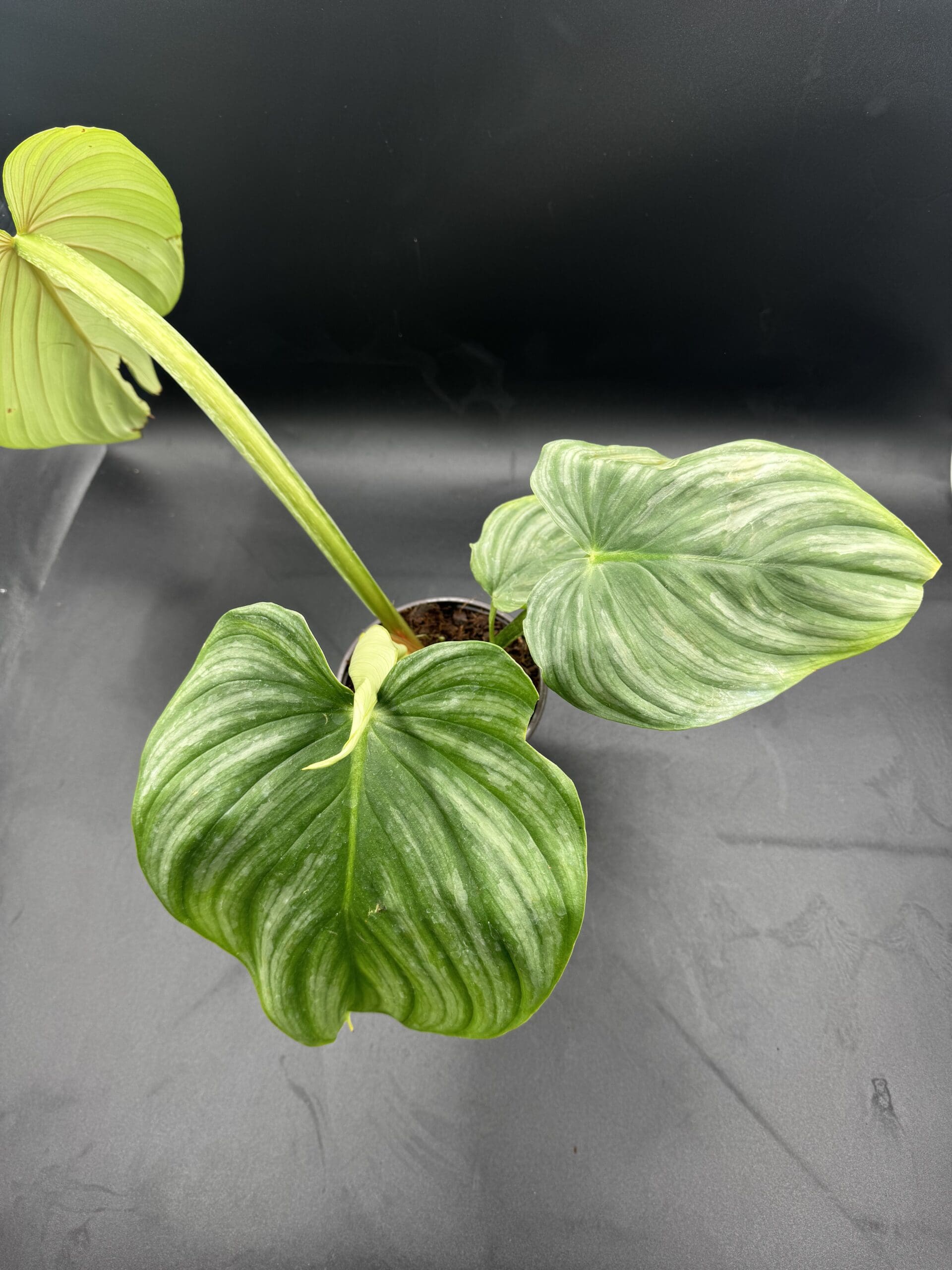 Philodendron Pastazum Silver - Rare Plant Daddy