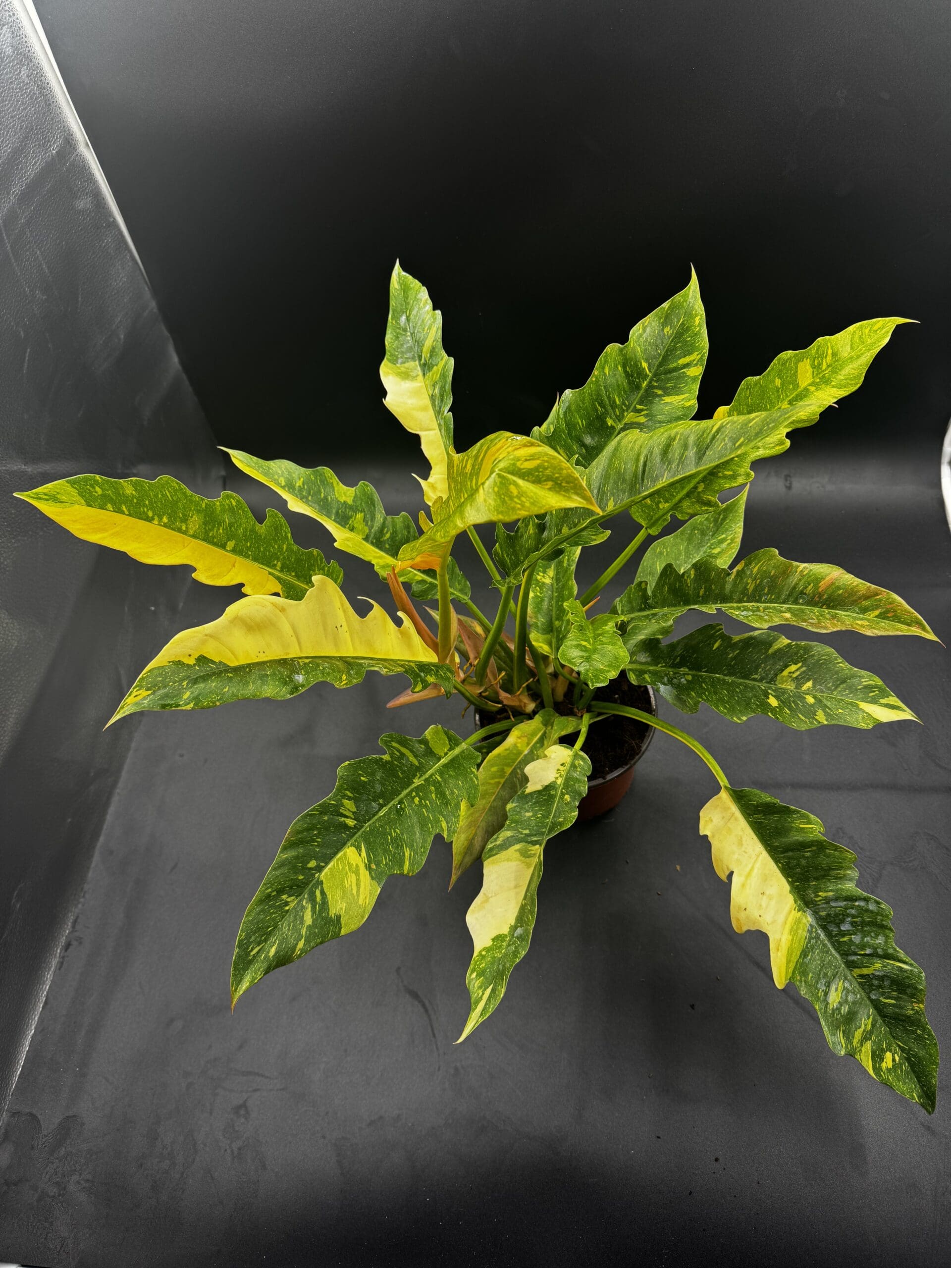Philodendron Ring Of Fire - Tropical Houseplant - Rare Plant Daddy