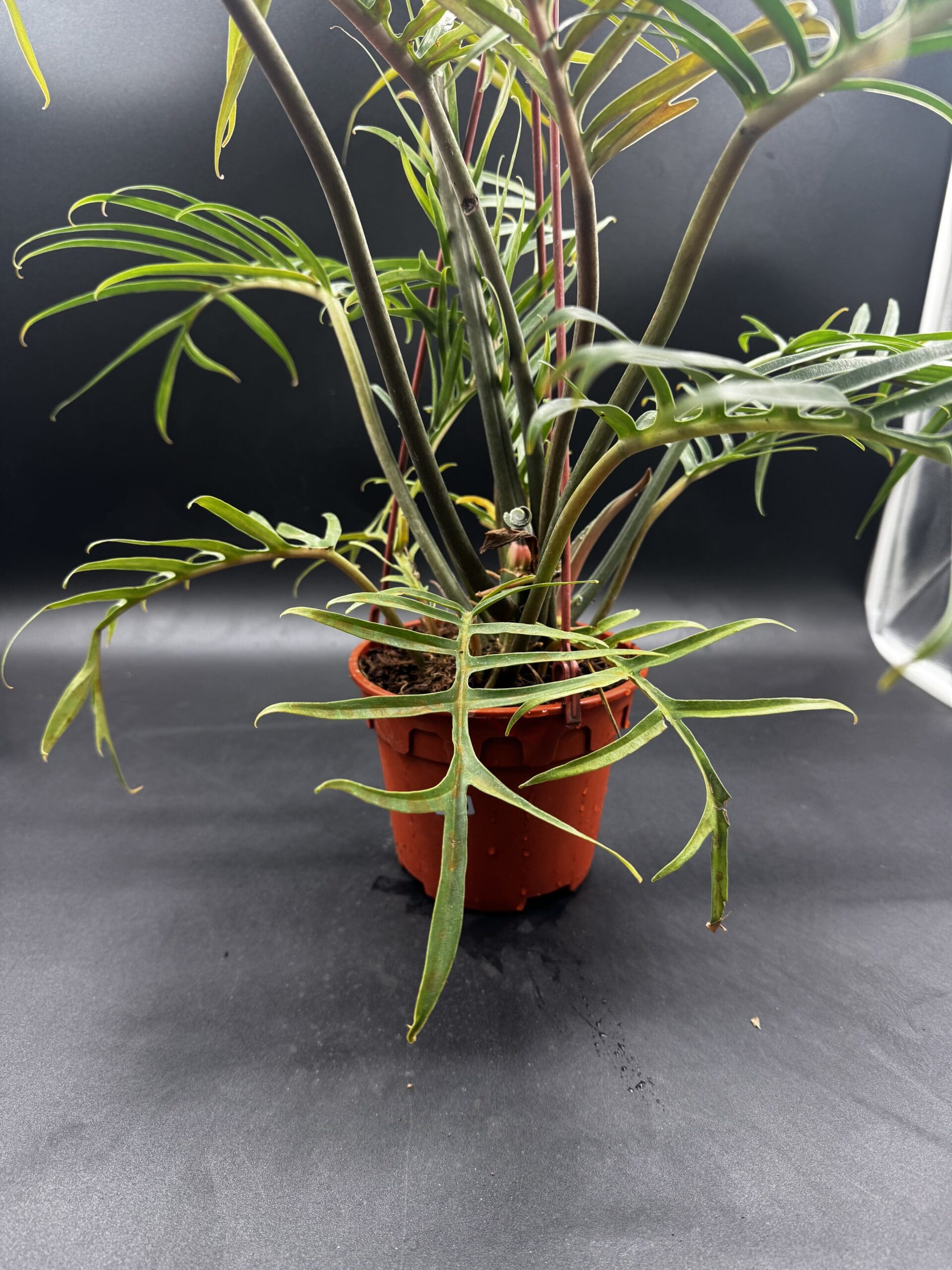 Philodendron Tortum - Rare Plant Daddy