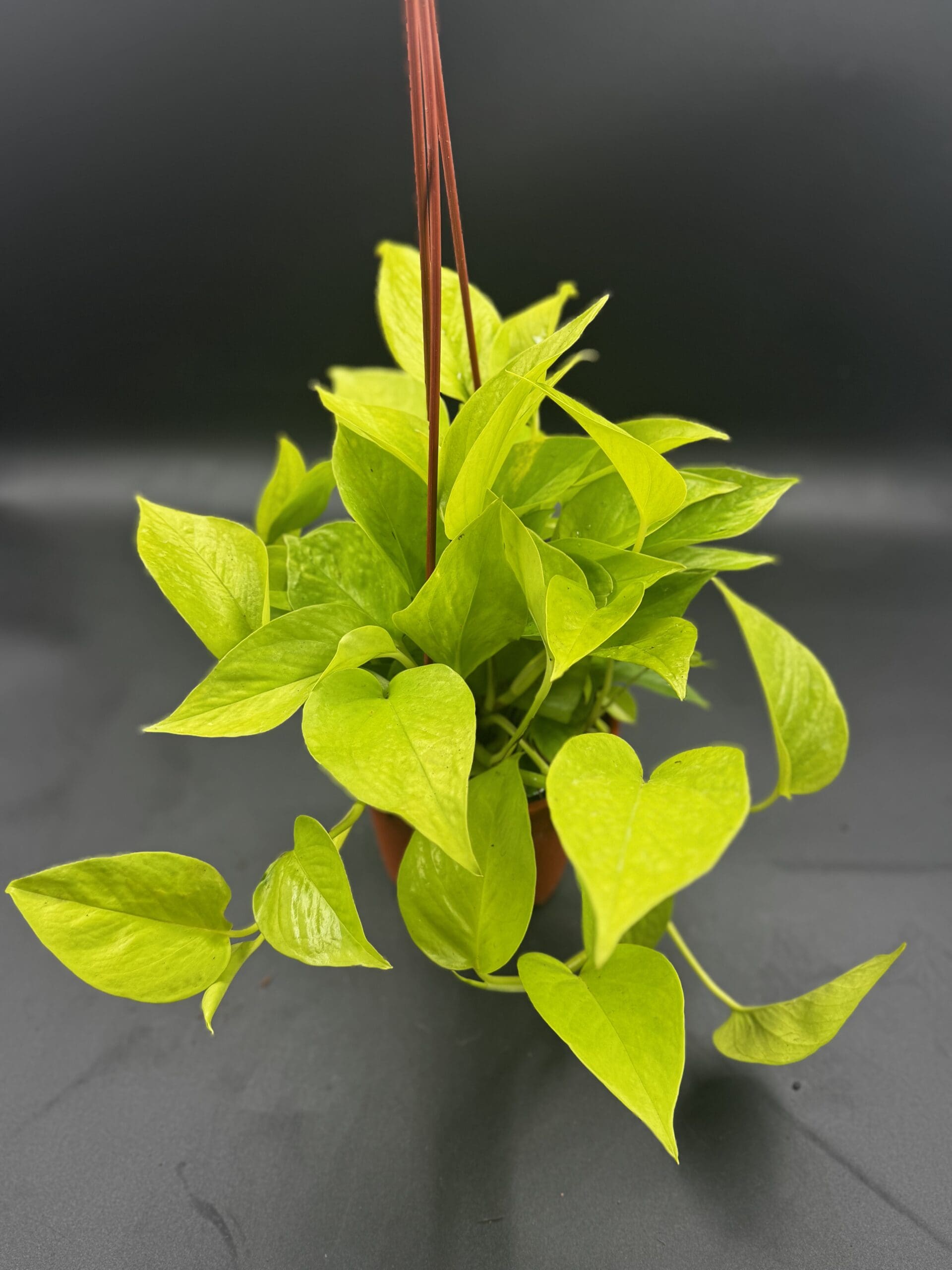 Pothos Neon - Rare Plant Daddy