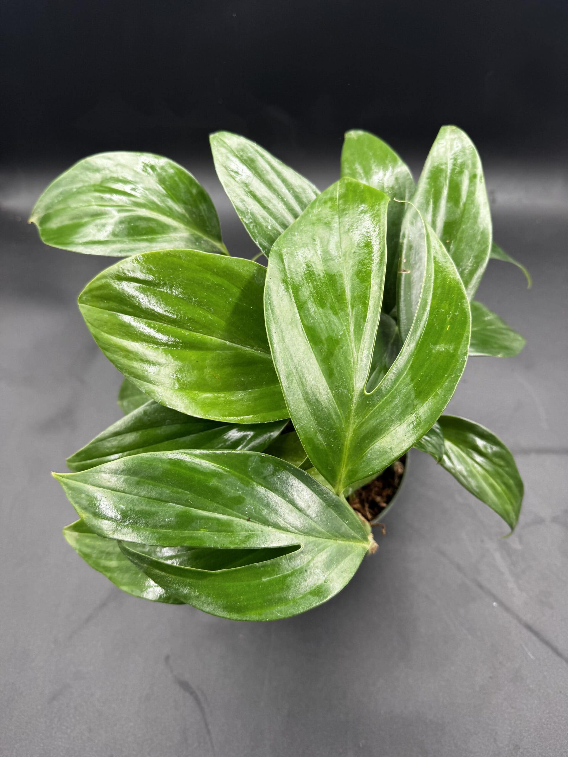 Rhapidophora Dragon Tail - Rare Plant Daddy