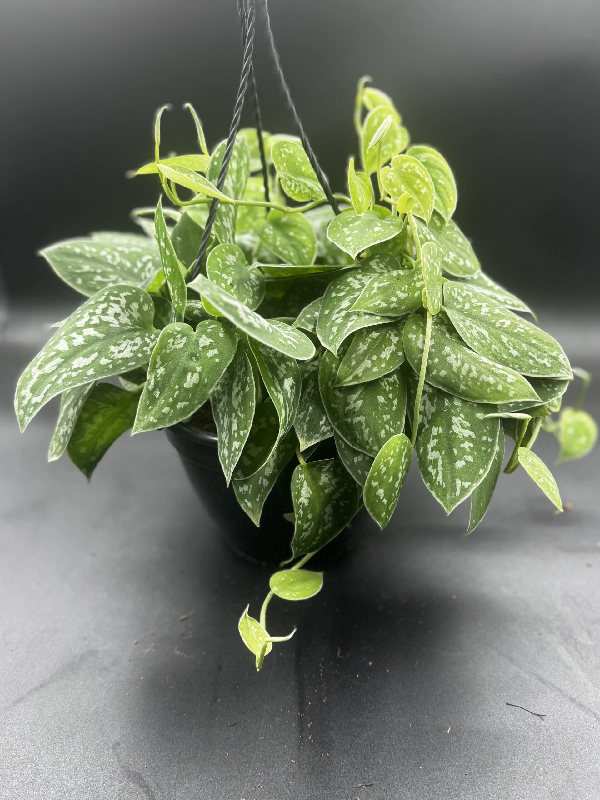 Scindapsus Pictus 'Satin Pothos' - Rare Plant Daddy