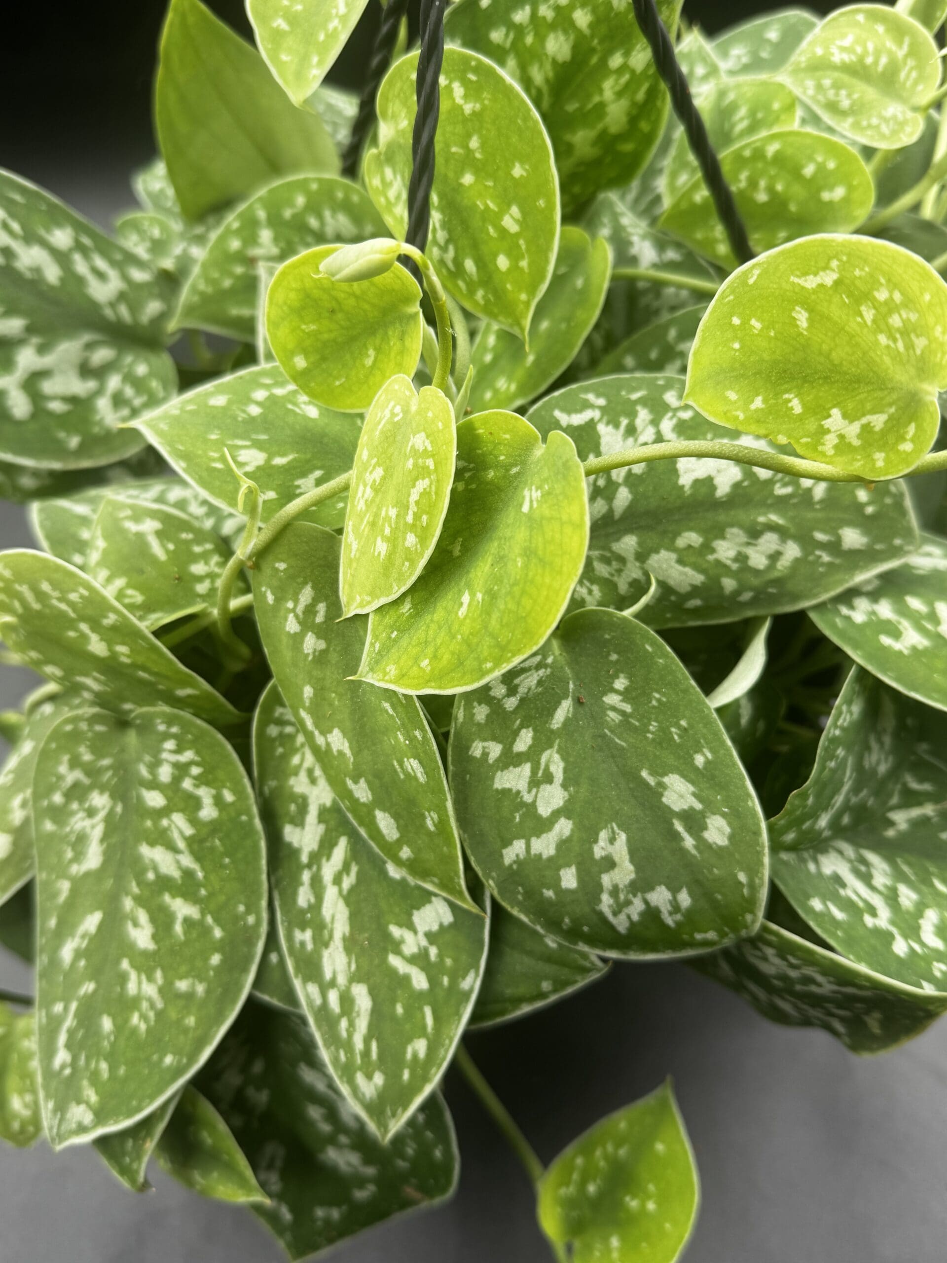Scindapsus Pictus 'Satin Pothos' - Rare Plant Daddy