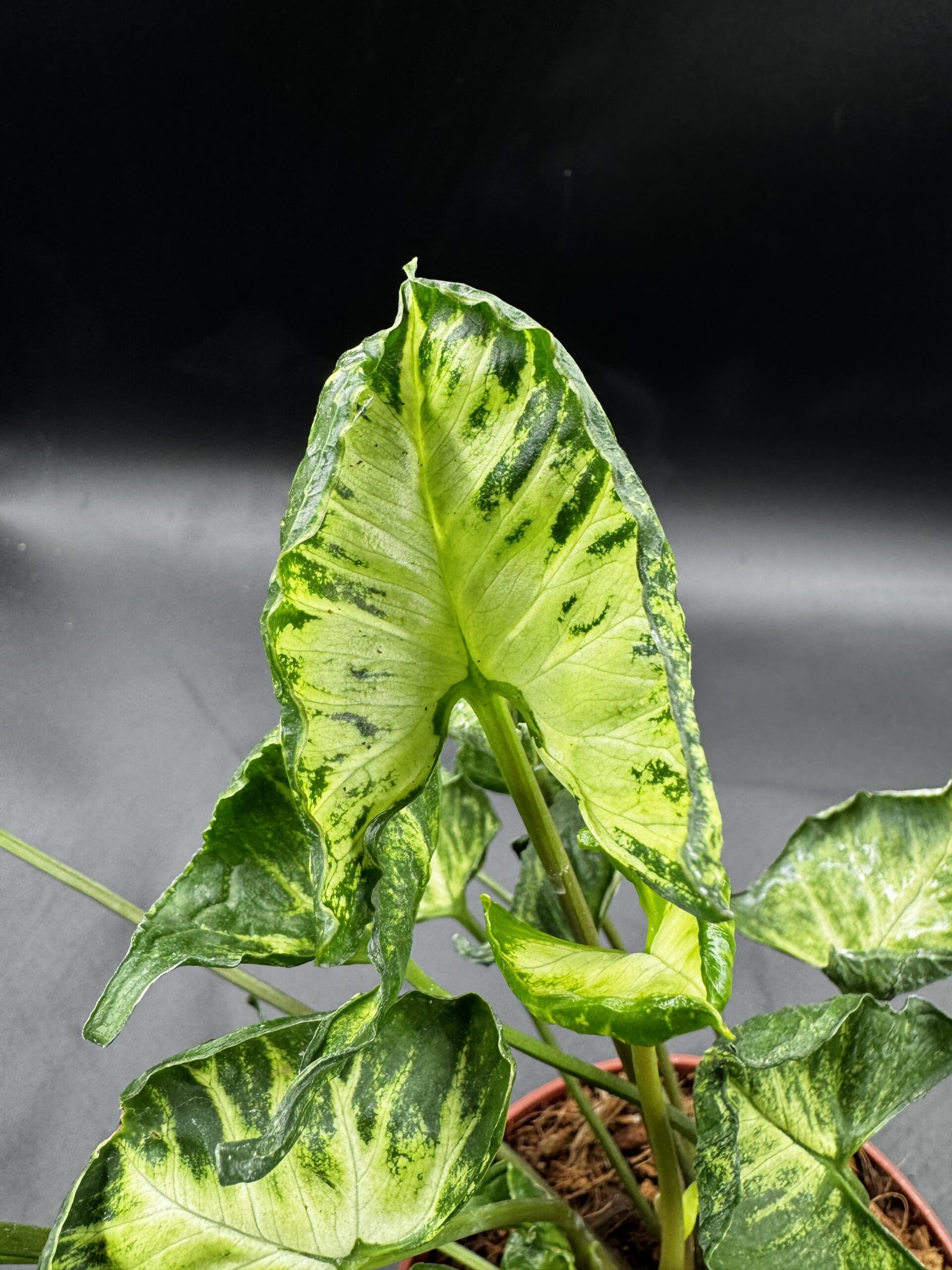 Syngonium Godzilla - Rare Plant Daddy